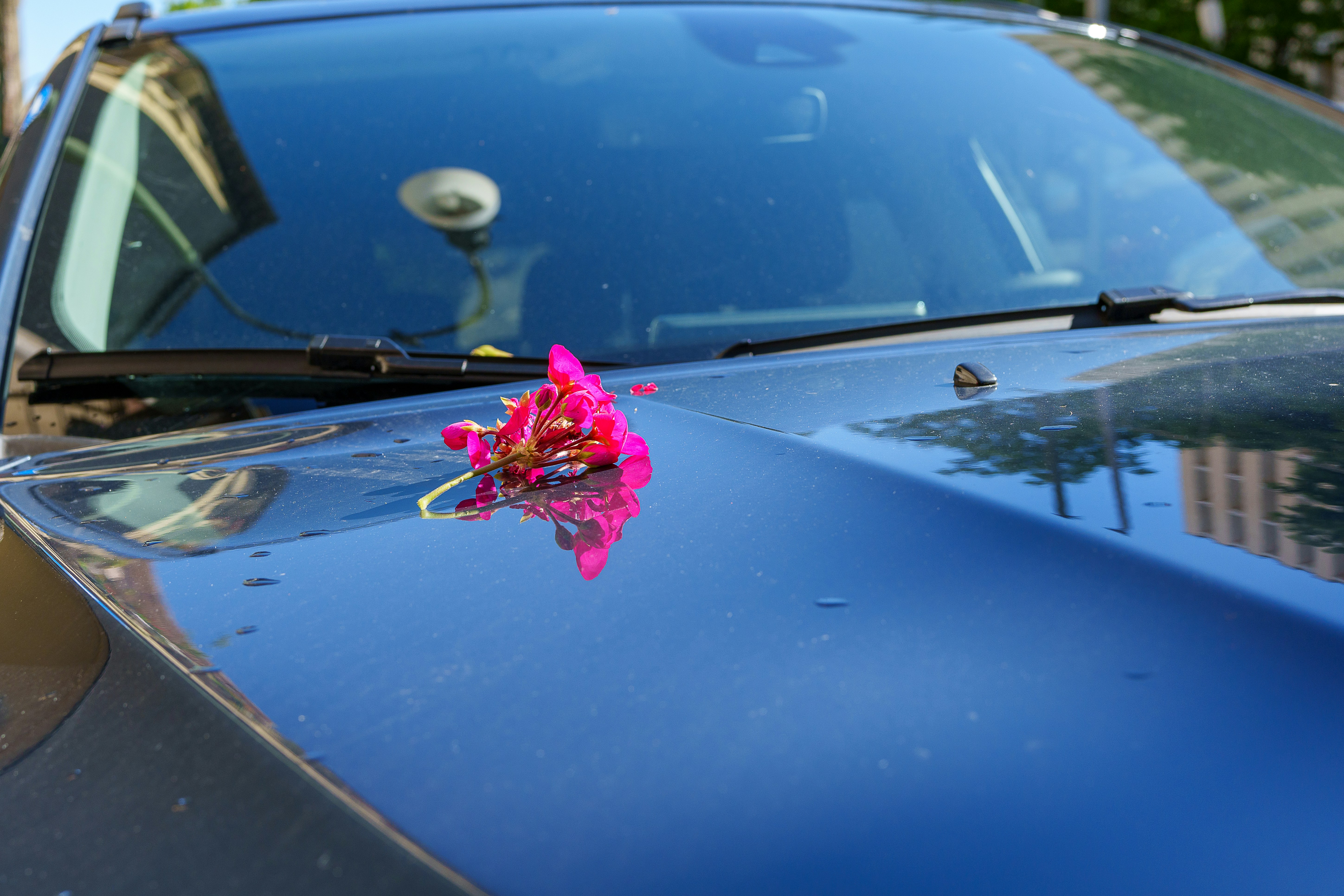 Crimson Bloom on a Blue Hood: A Quiet Moment Amid Reflections