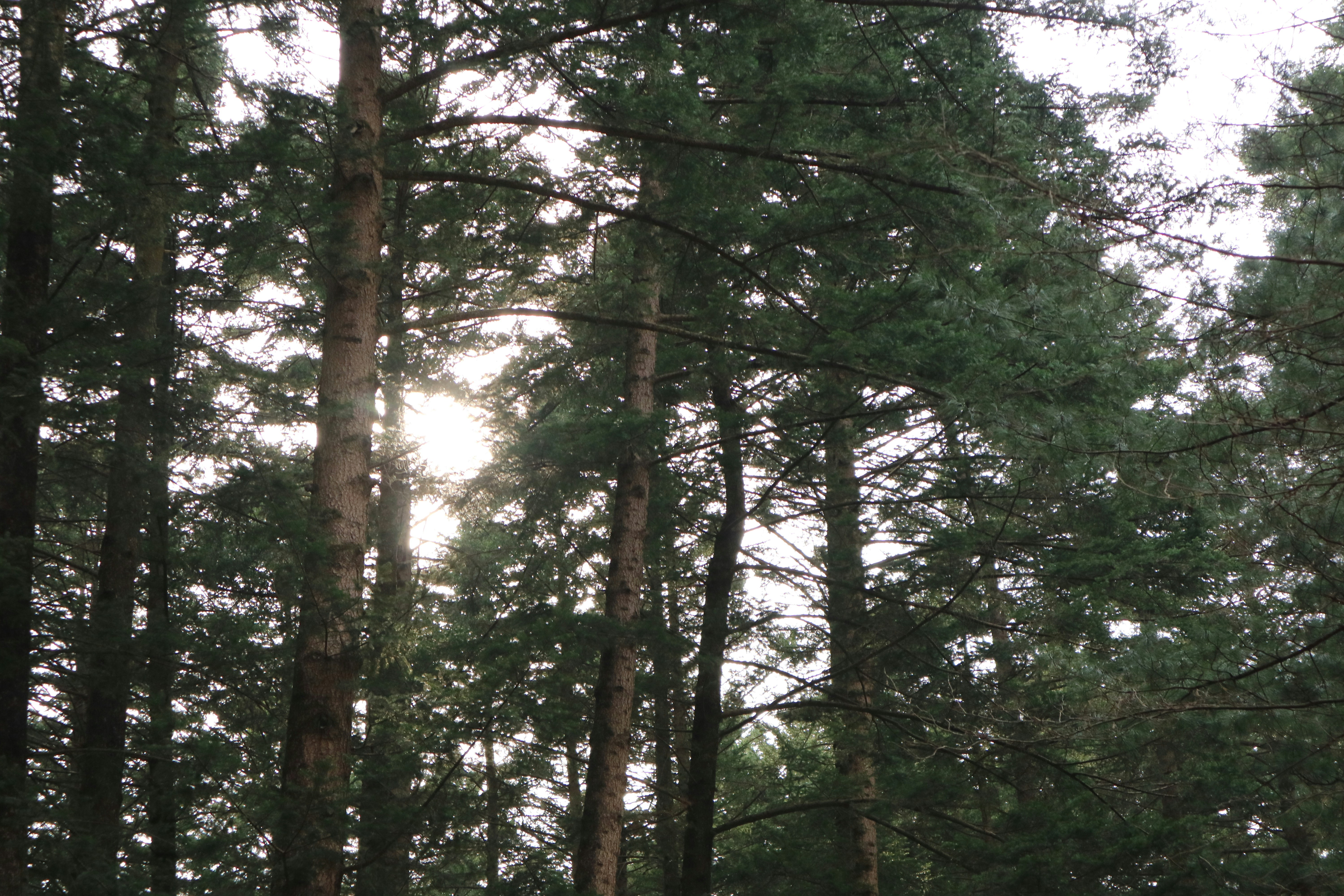 Backlit Pines: Sunlit Gaps Between Tall Trees