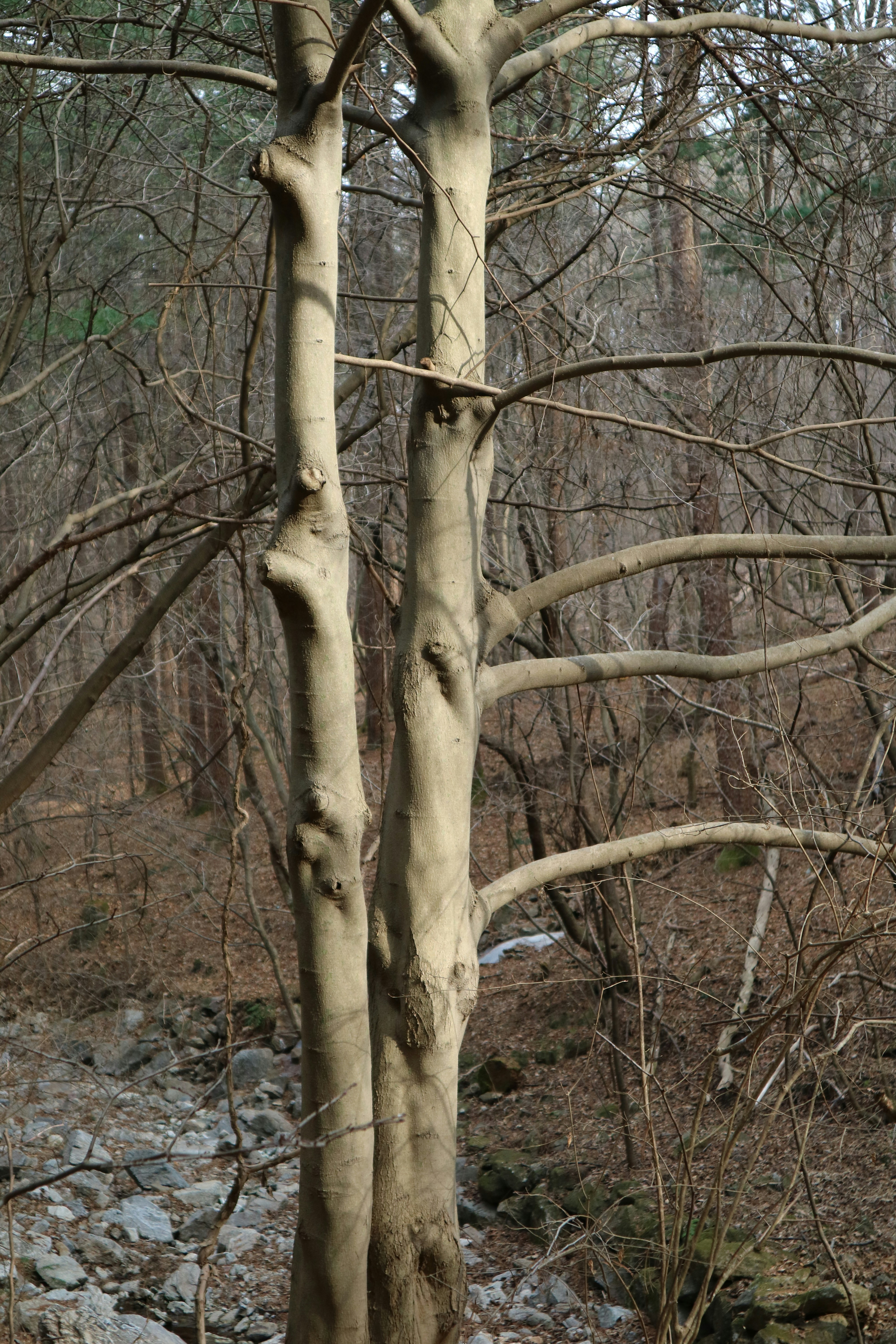 Deserted Trunk Chorus in a Quiet Winter Forest