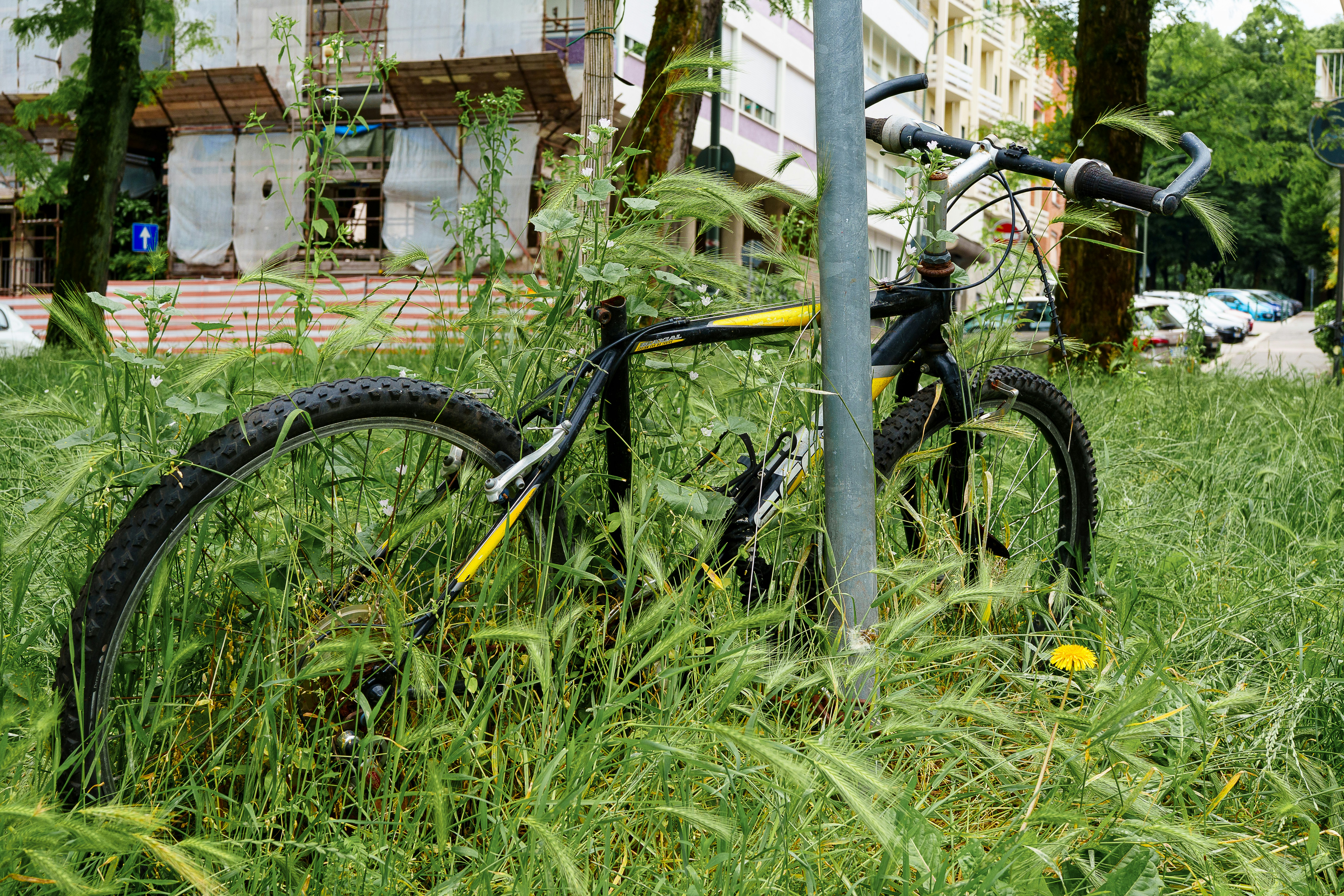 Overgrown Bicycle Fortitude: A Locked Ride in a Green Quiet