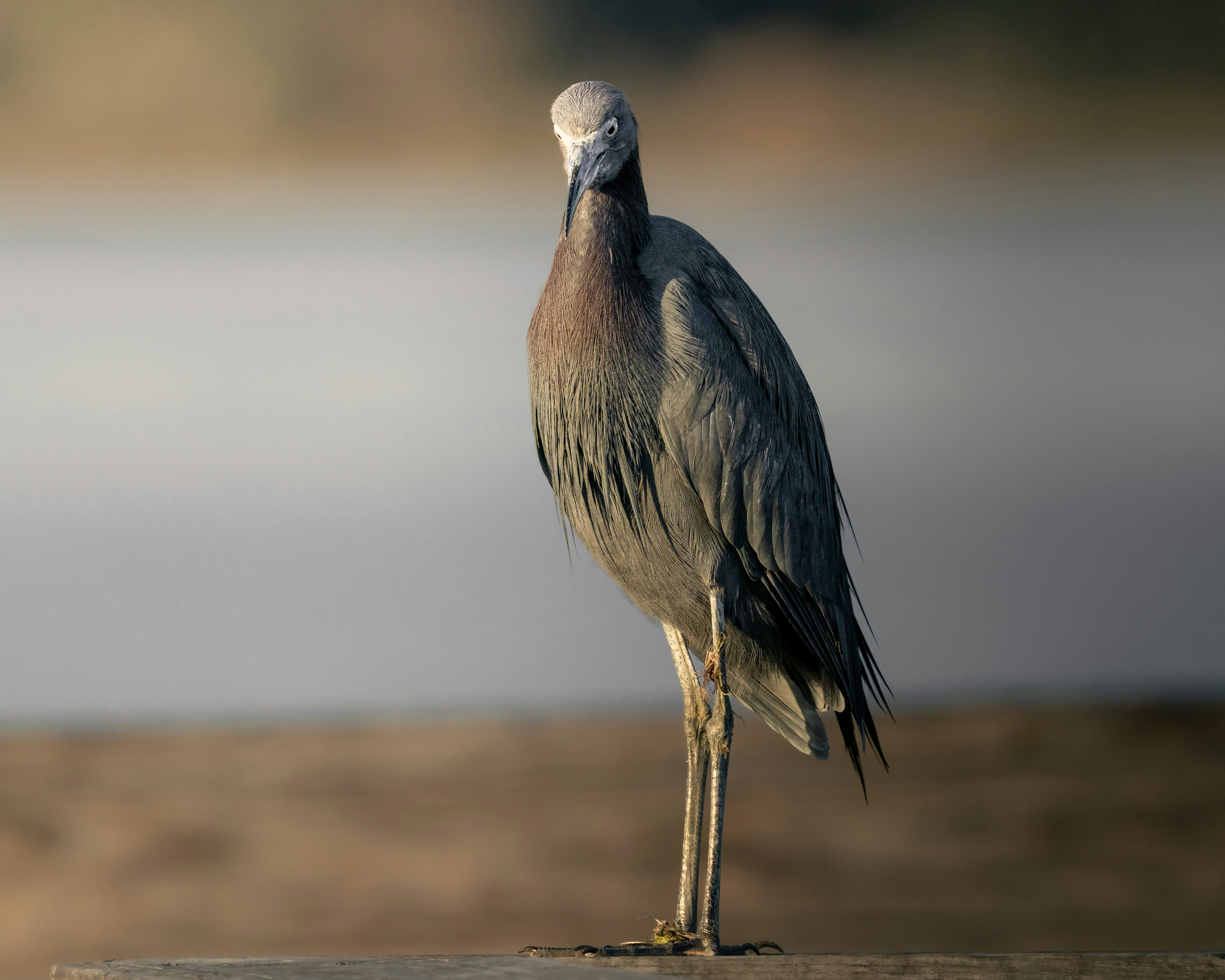 Lonely Heron on the Docks at Dusk