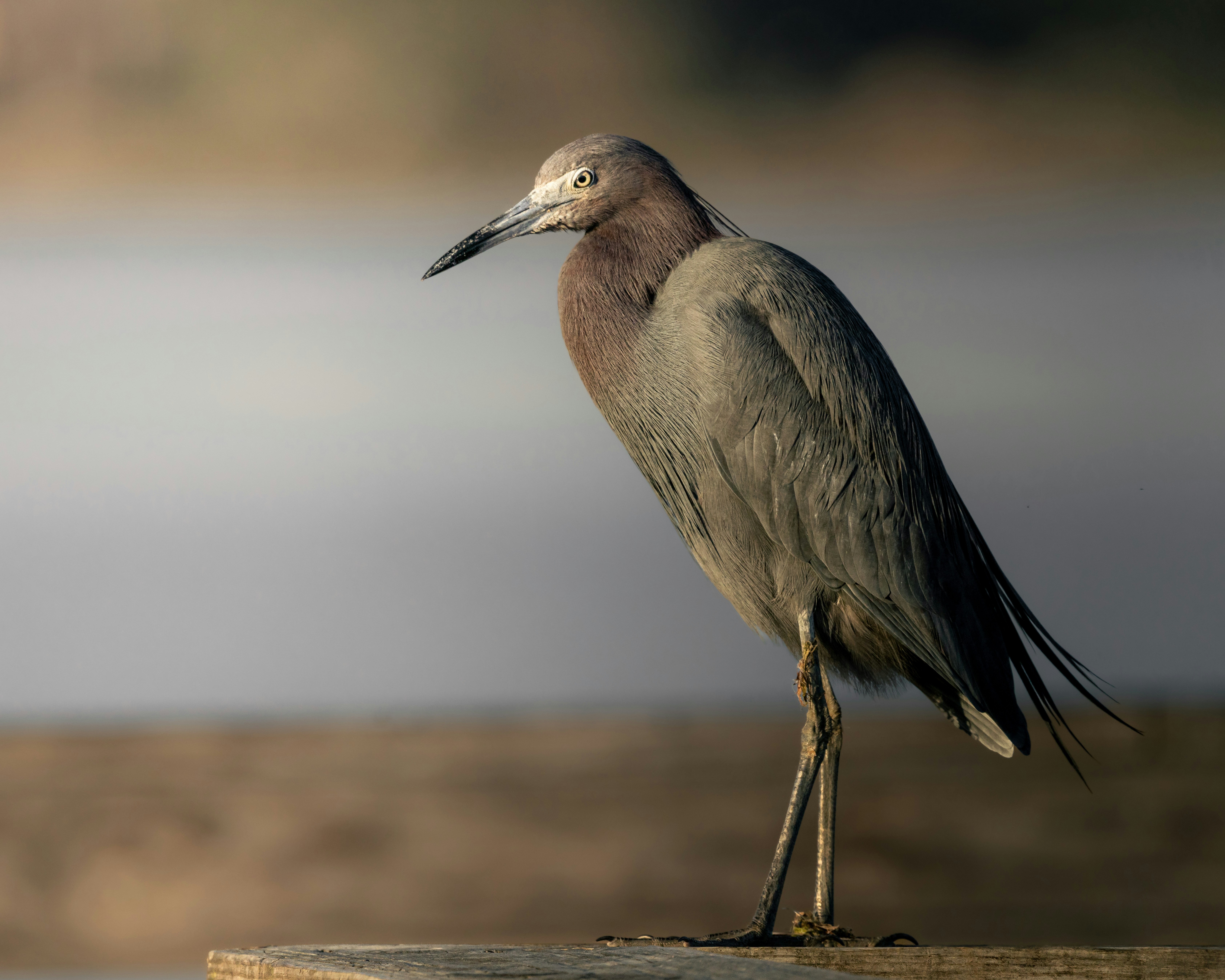 A Heron Stands Sentinel on Weathered Wood