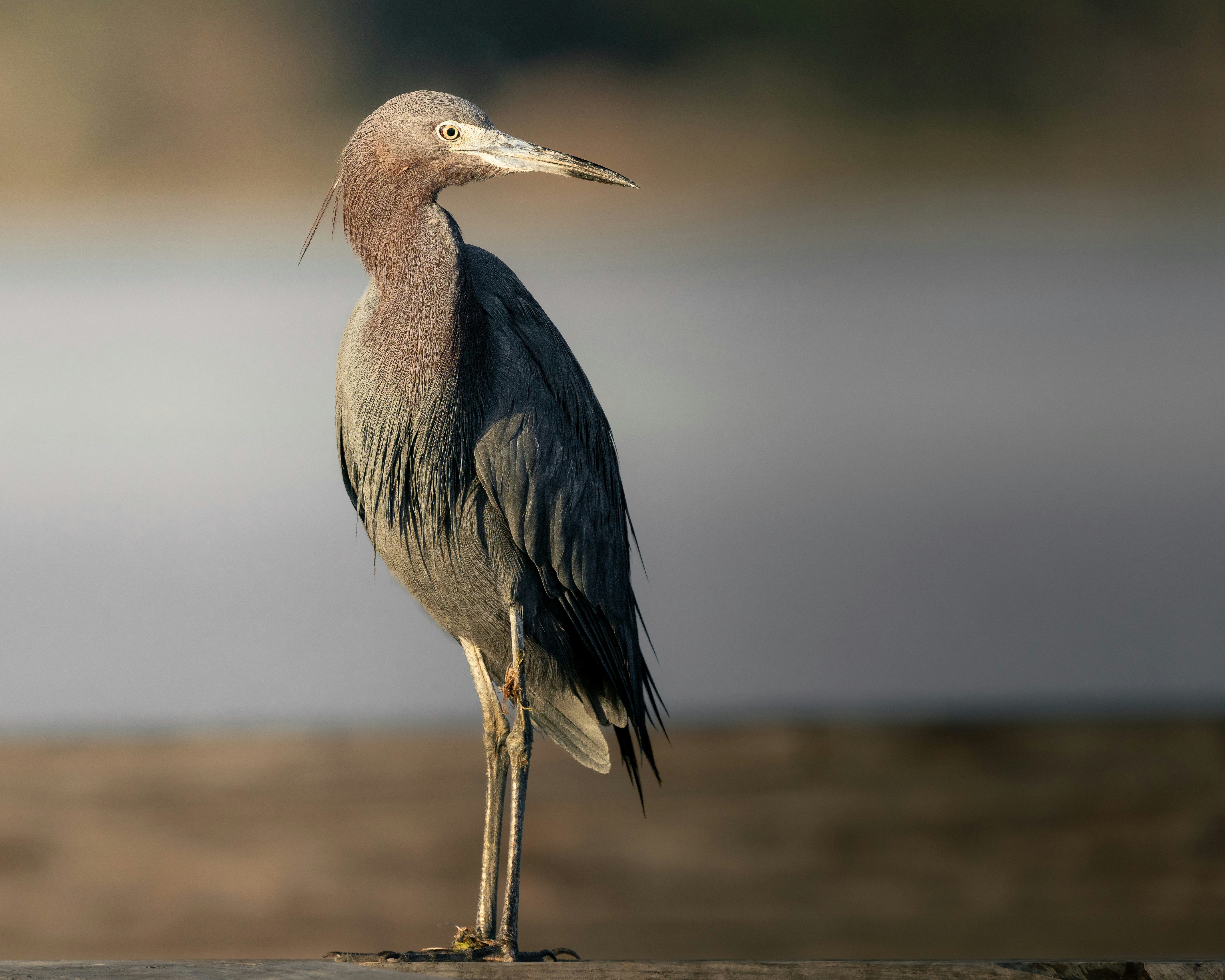 Heron in Focus: Quiet Balance by the Water