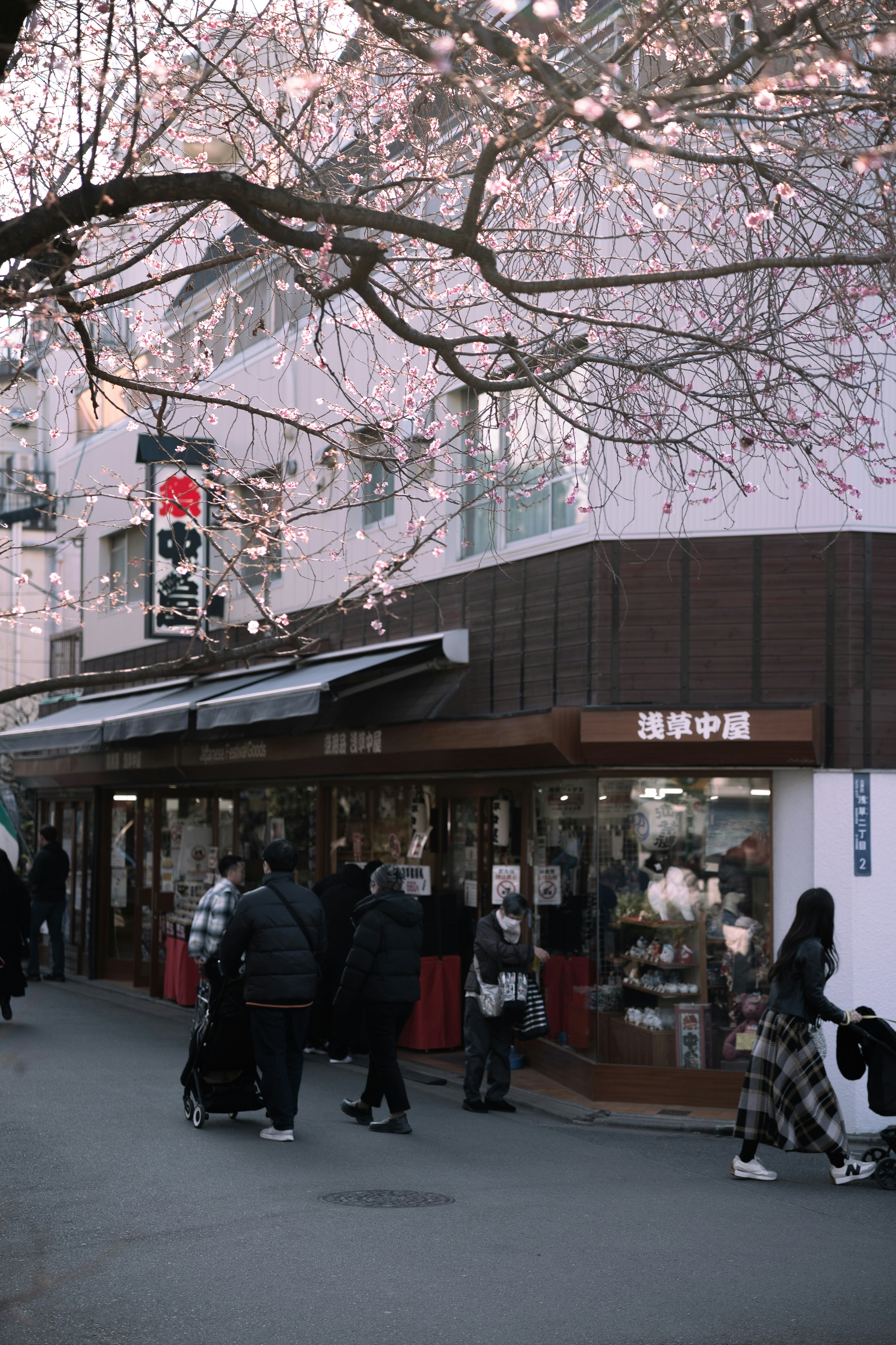 Cherry Blossom Street Scene at a Japanese Shopfront