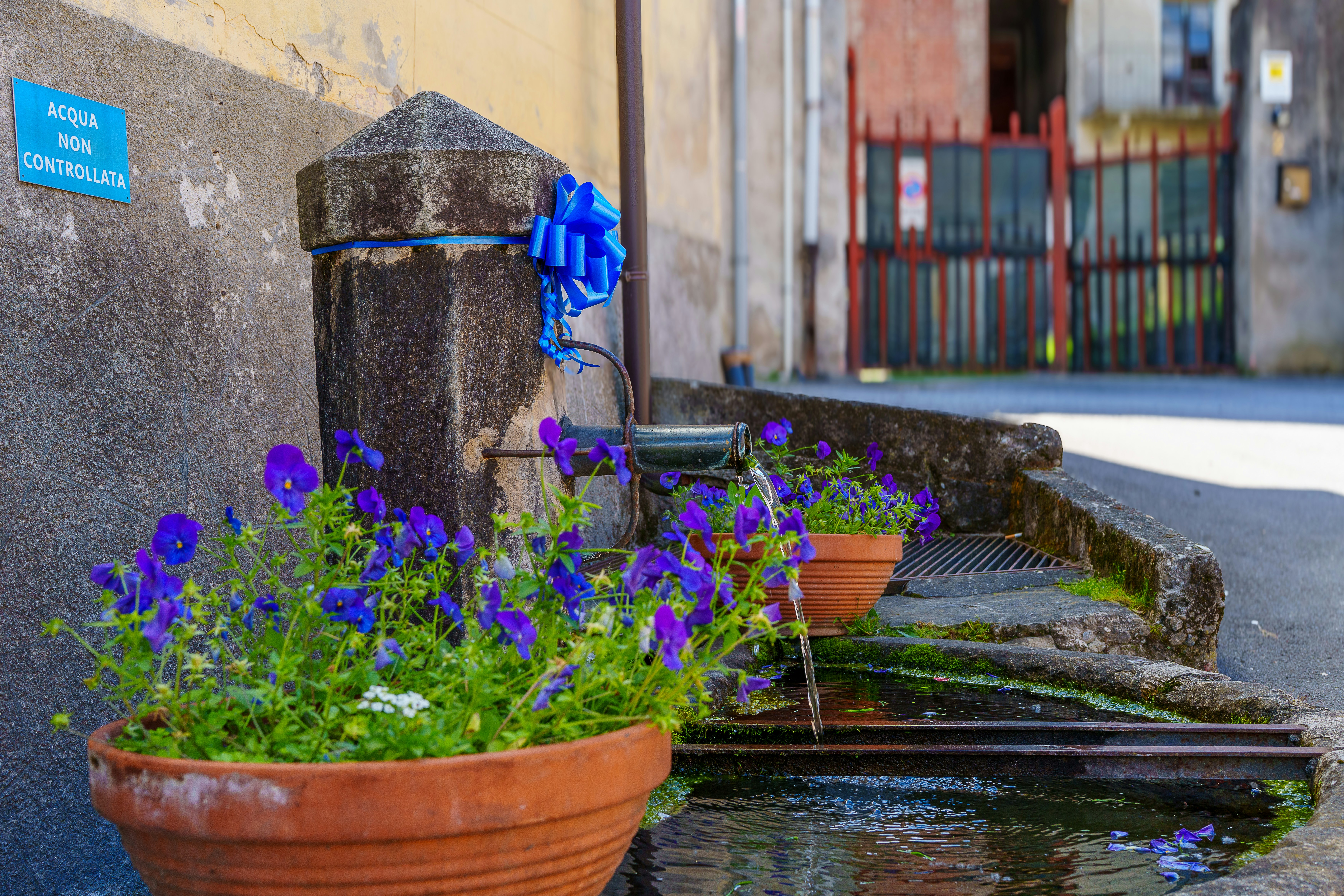 Blue ribboned stone fountain with purple petunias by a sunlit courtyard