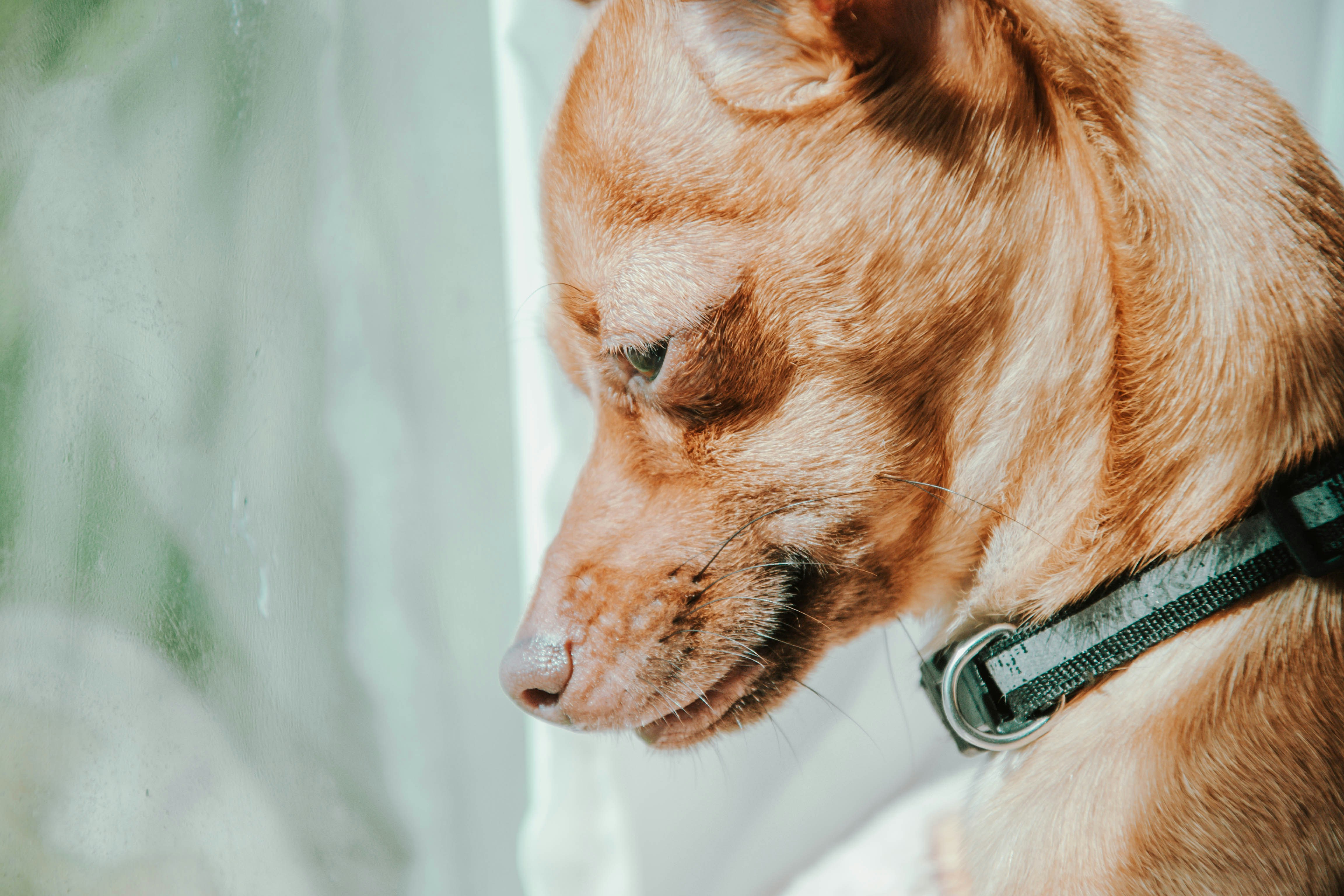 Close-up of a soulful hound resting beside a sunlit window