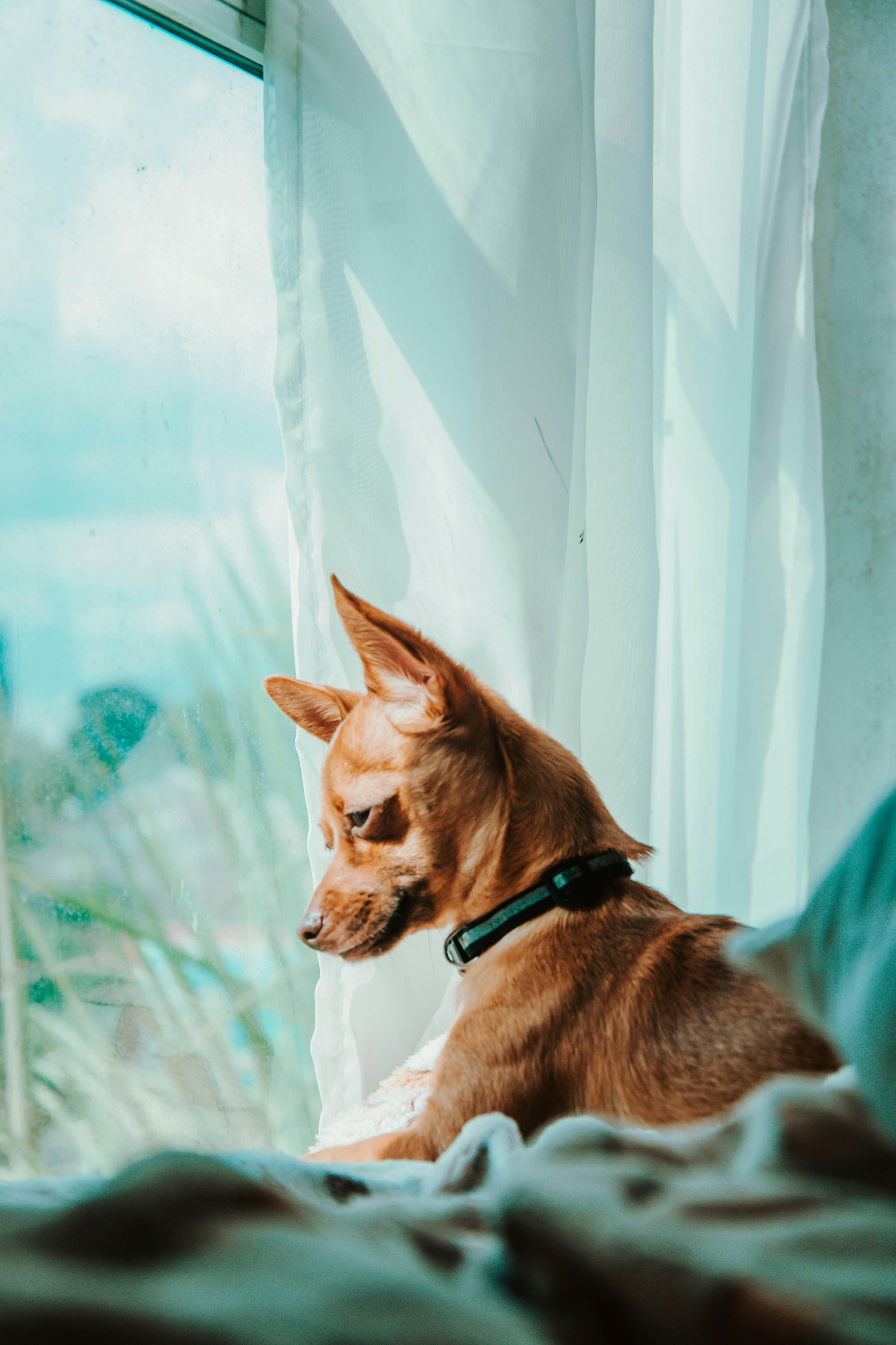 Curled by the Window: a Brown Dog in Soft Morning Light