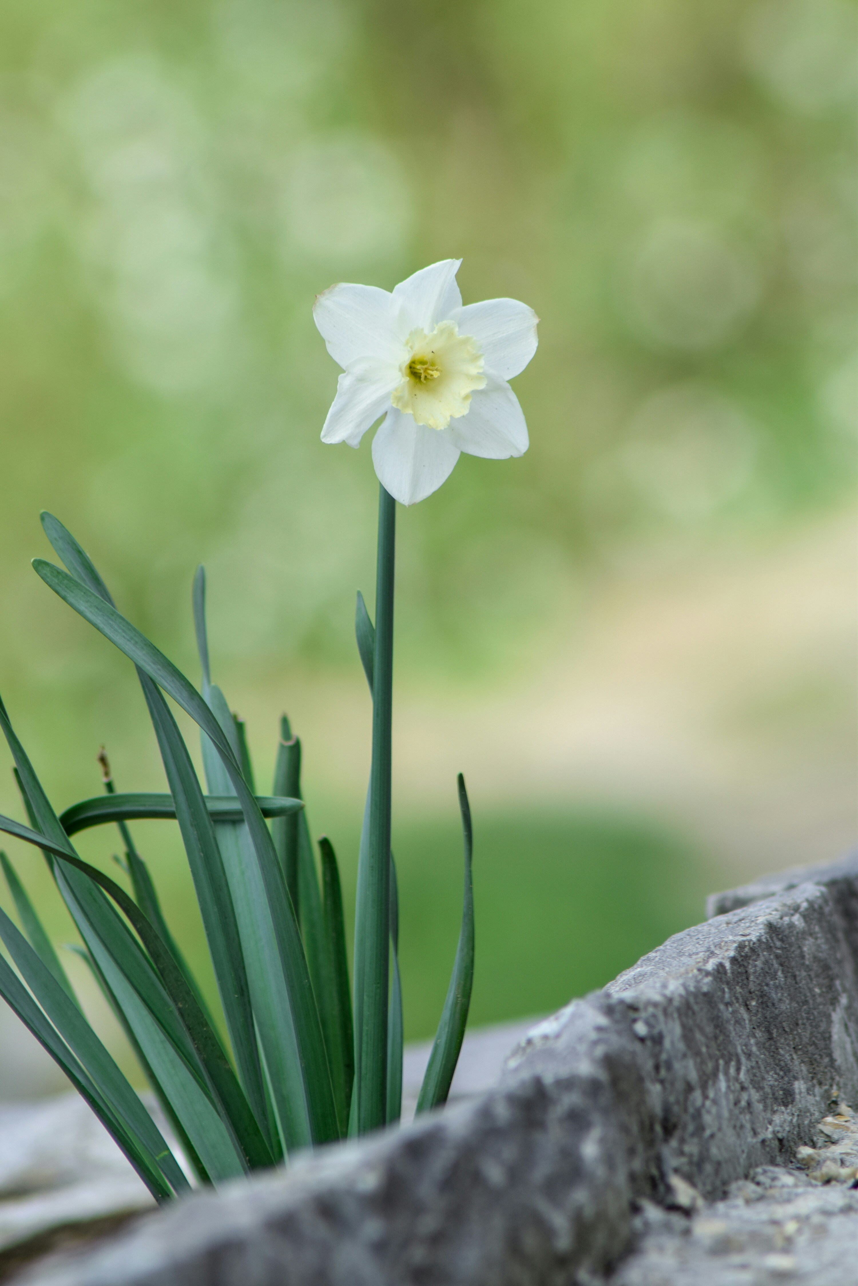 Single white daffodil rising above a stone ledge