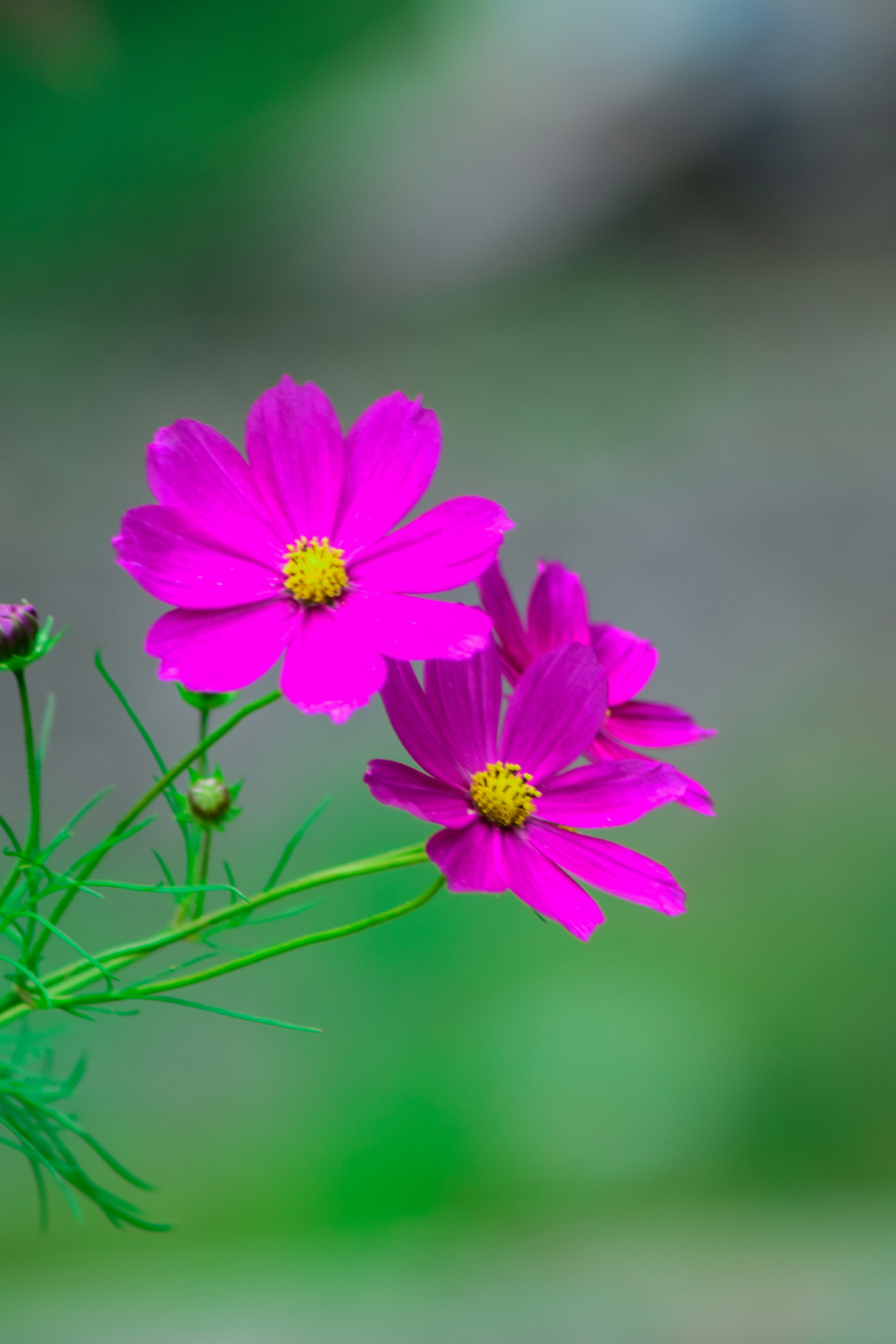 Magenta Kiss: A Pair of Cosmos-pink Blooms in Soft Focus