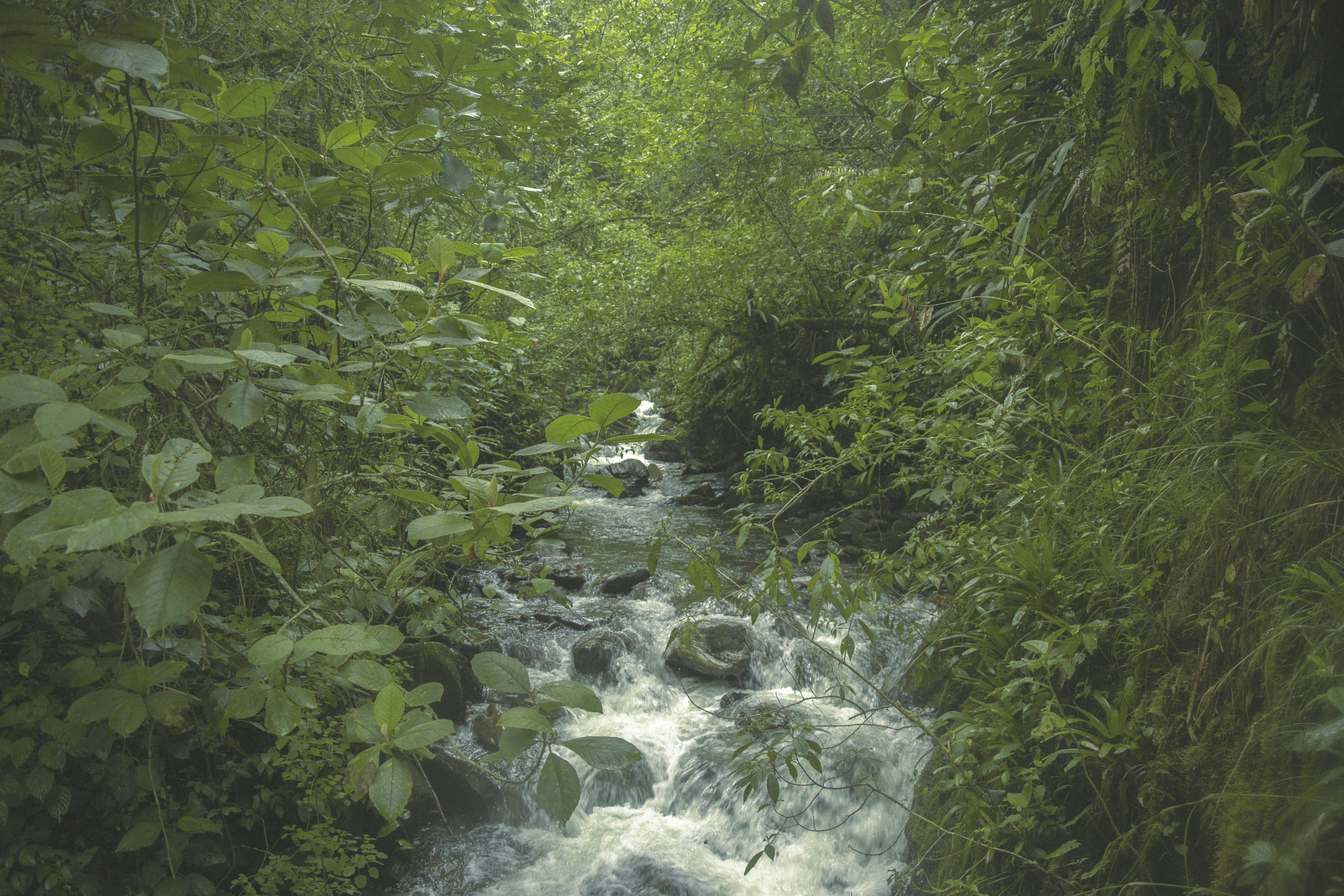 Rushing Green Corridor: A Quiet Creek Winding Through Dense Foliage