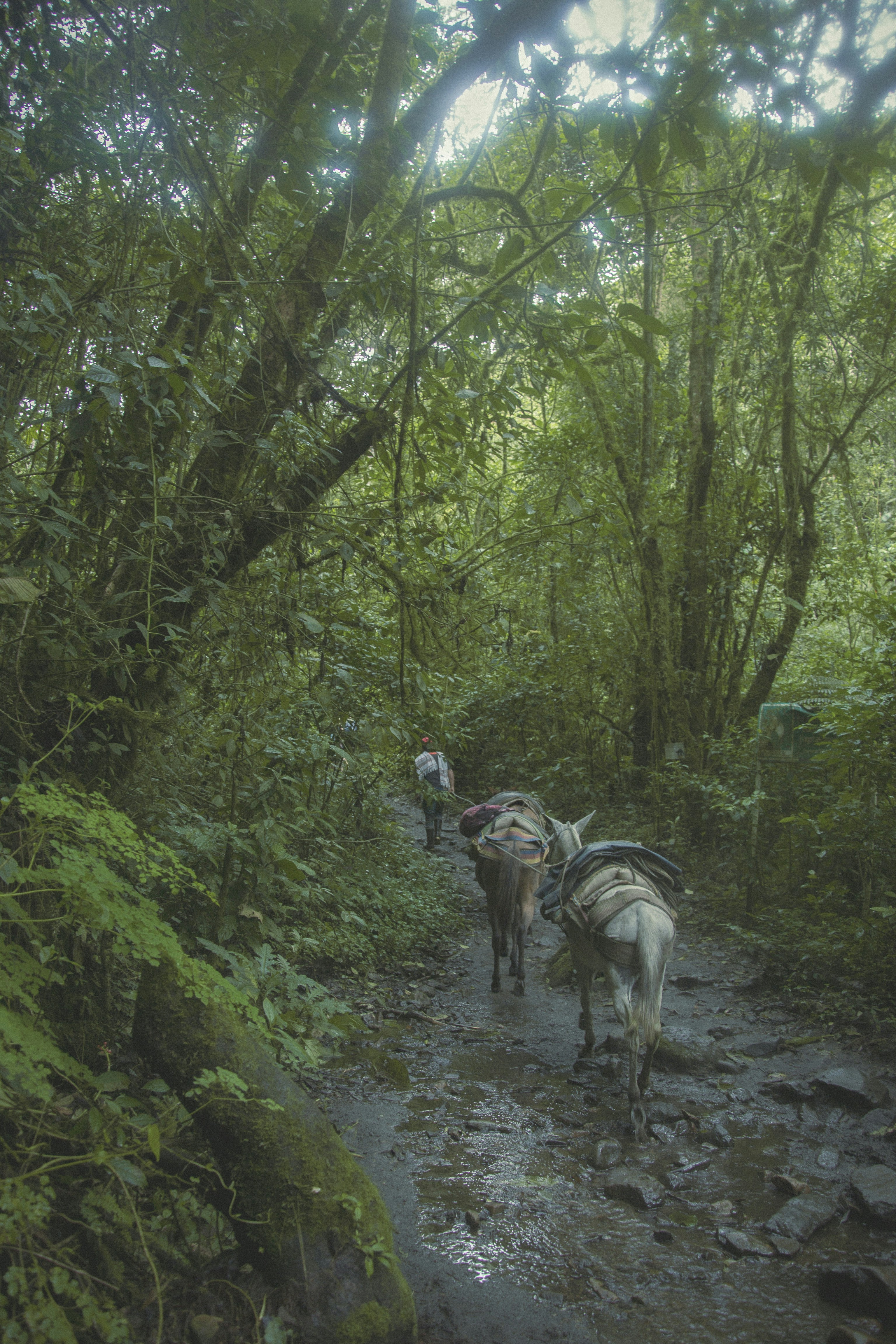 Hikers and Pack Mules Thread a Rain-Washed Forest Trail