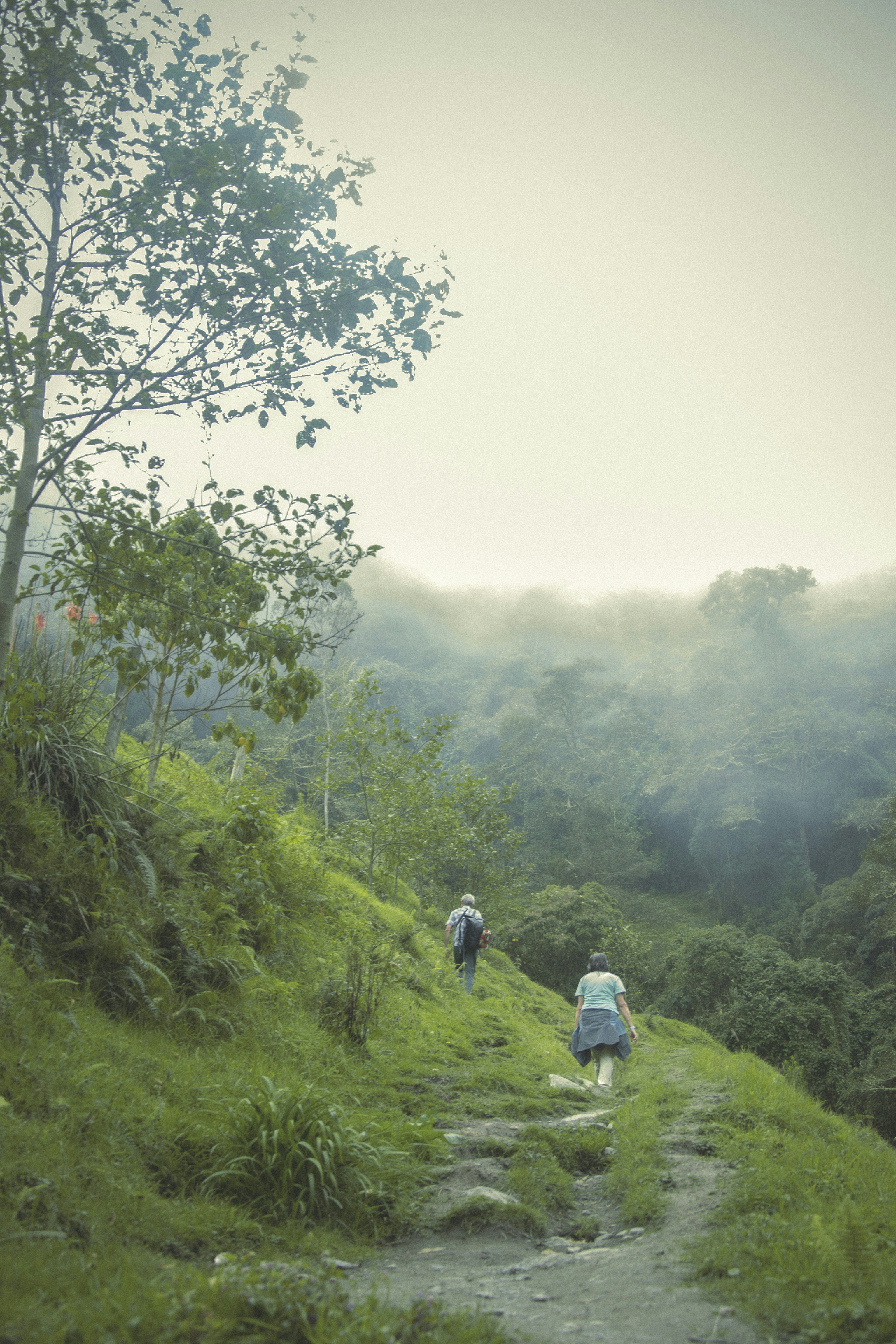 Hikers on a Misty Forest Trail