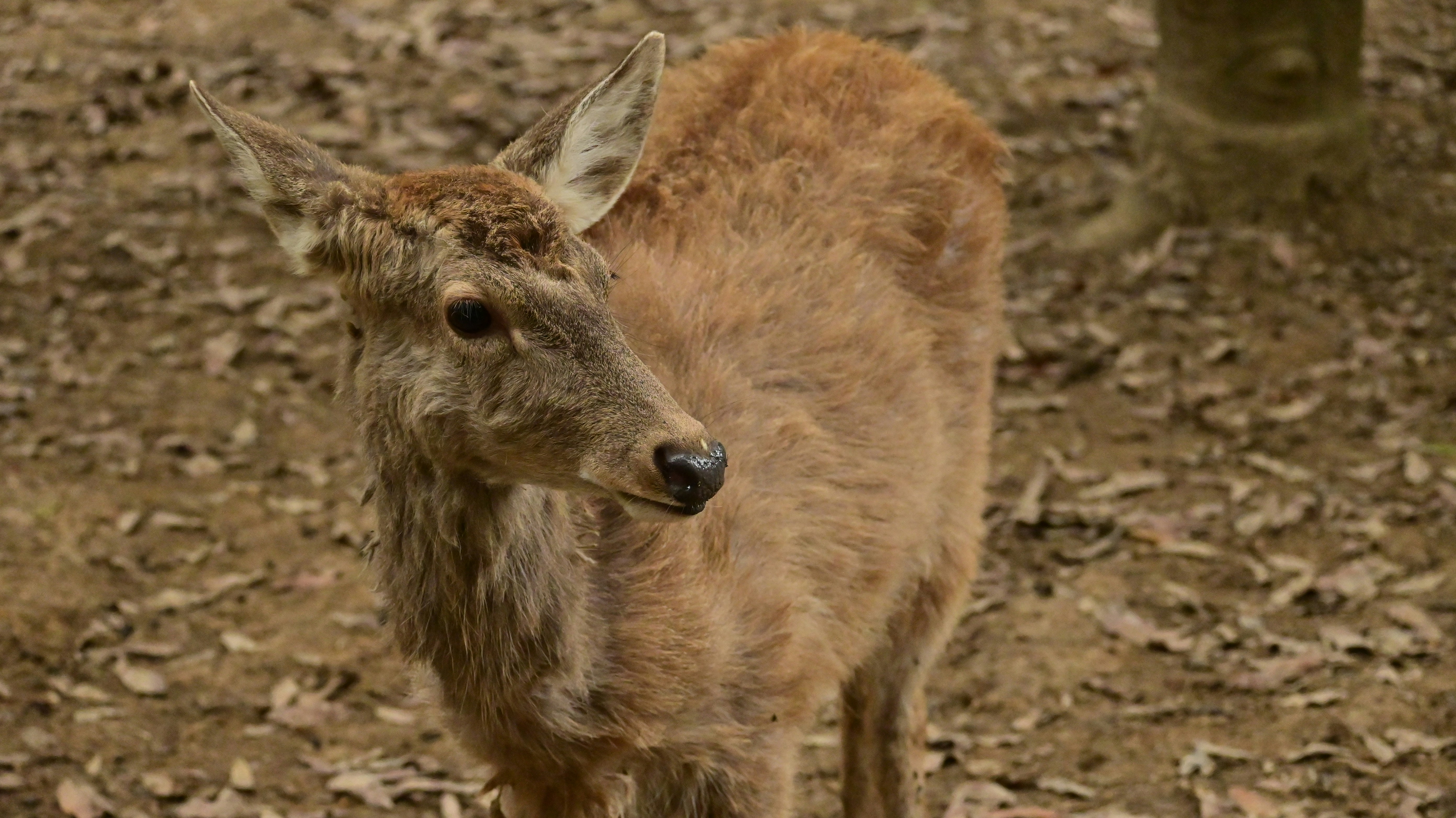 Quiet Stroll: A deer pauses in autumn light