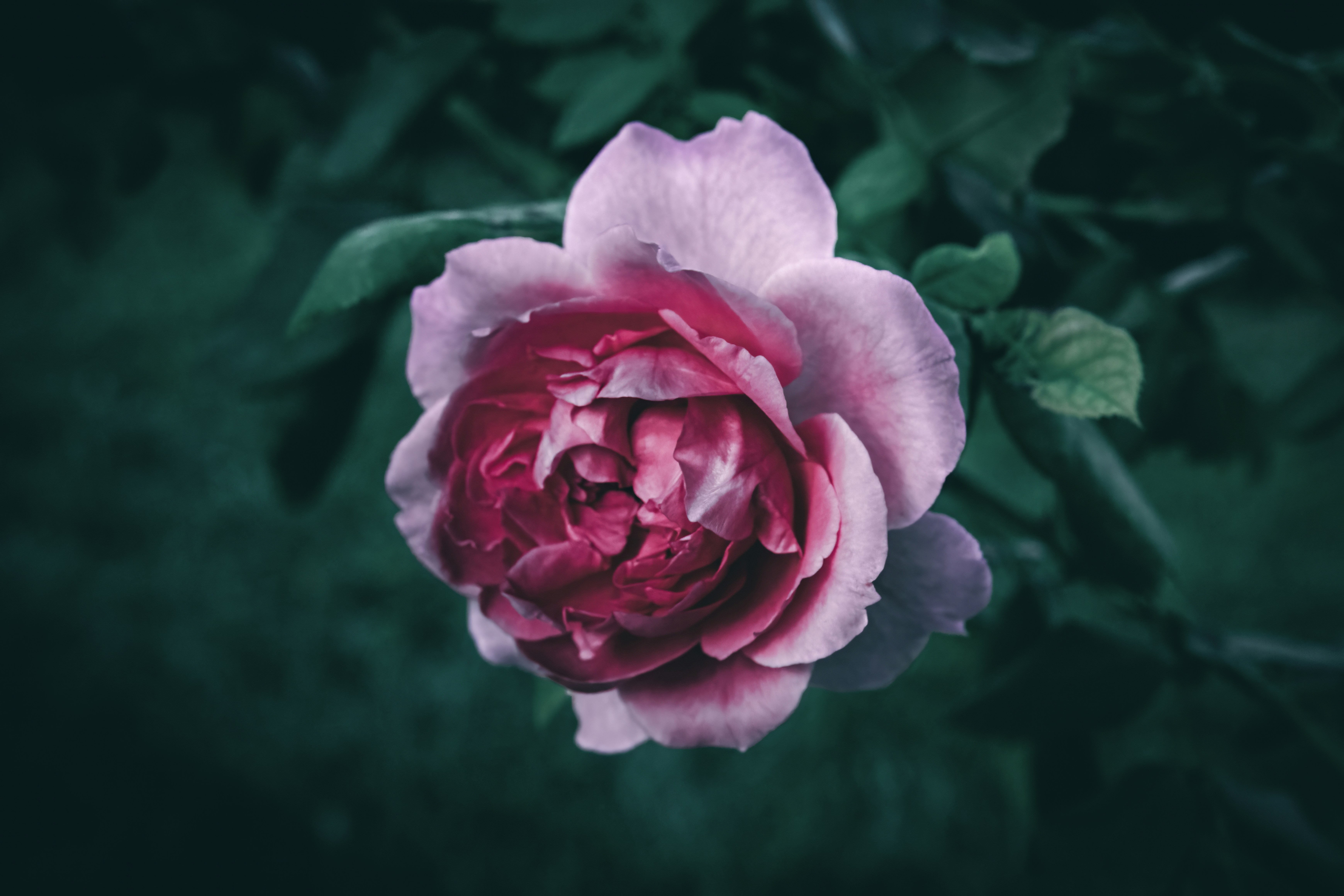 Rose in Cyan Quietude: A Night-Soft Macro Moment
