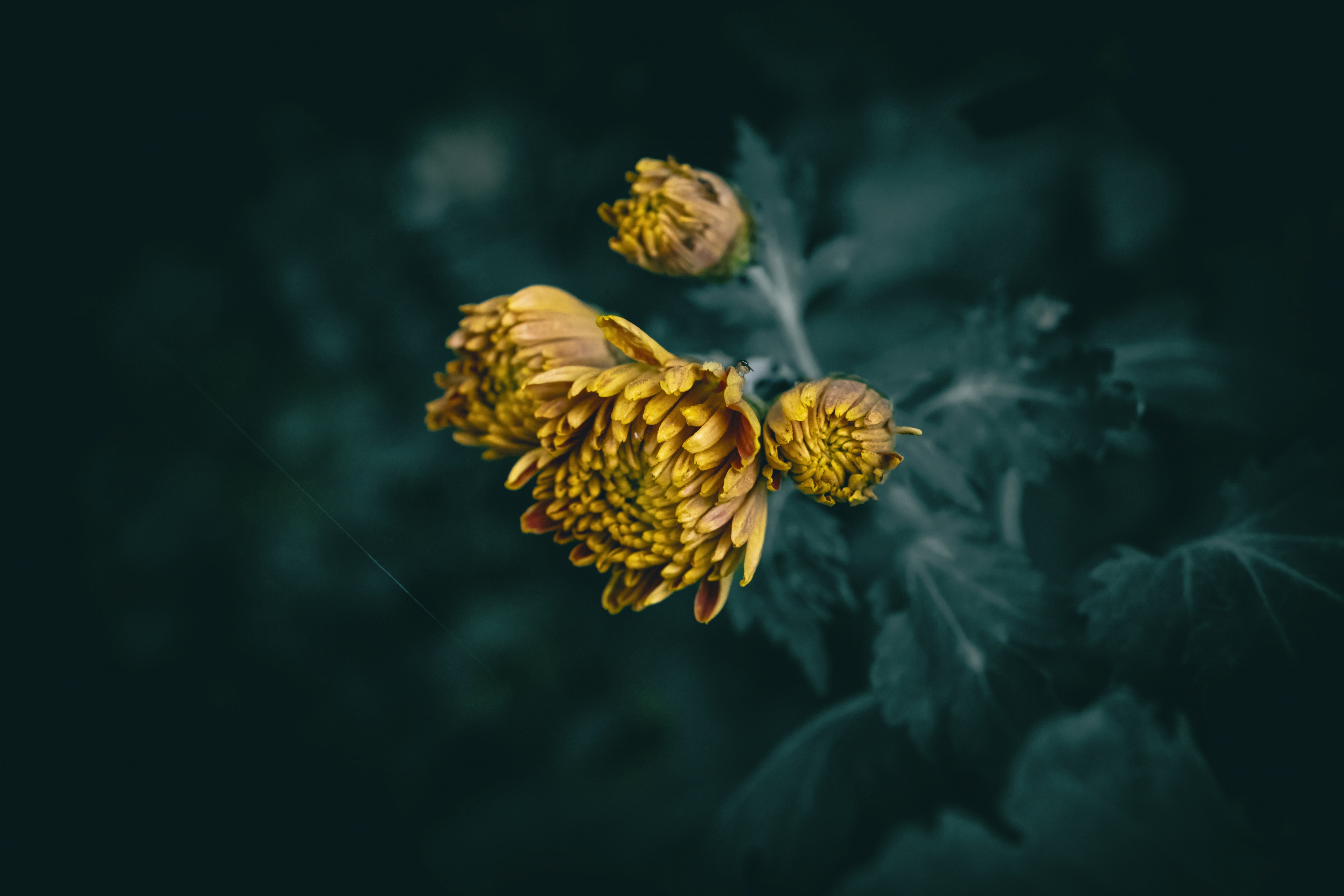 Golden Chrysanthemums in a Velvet Abyss