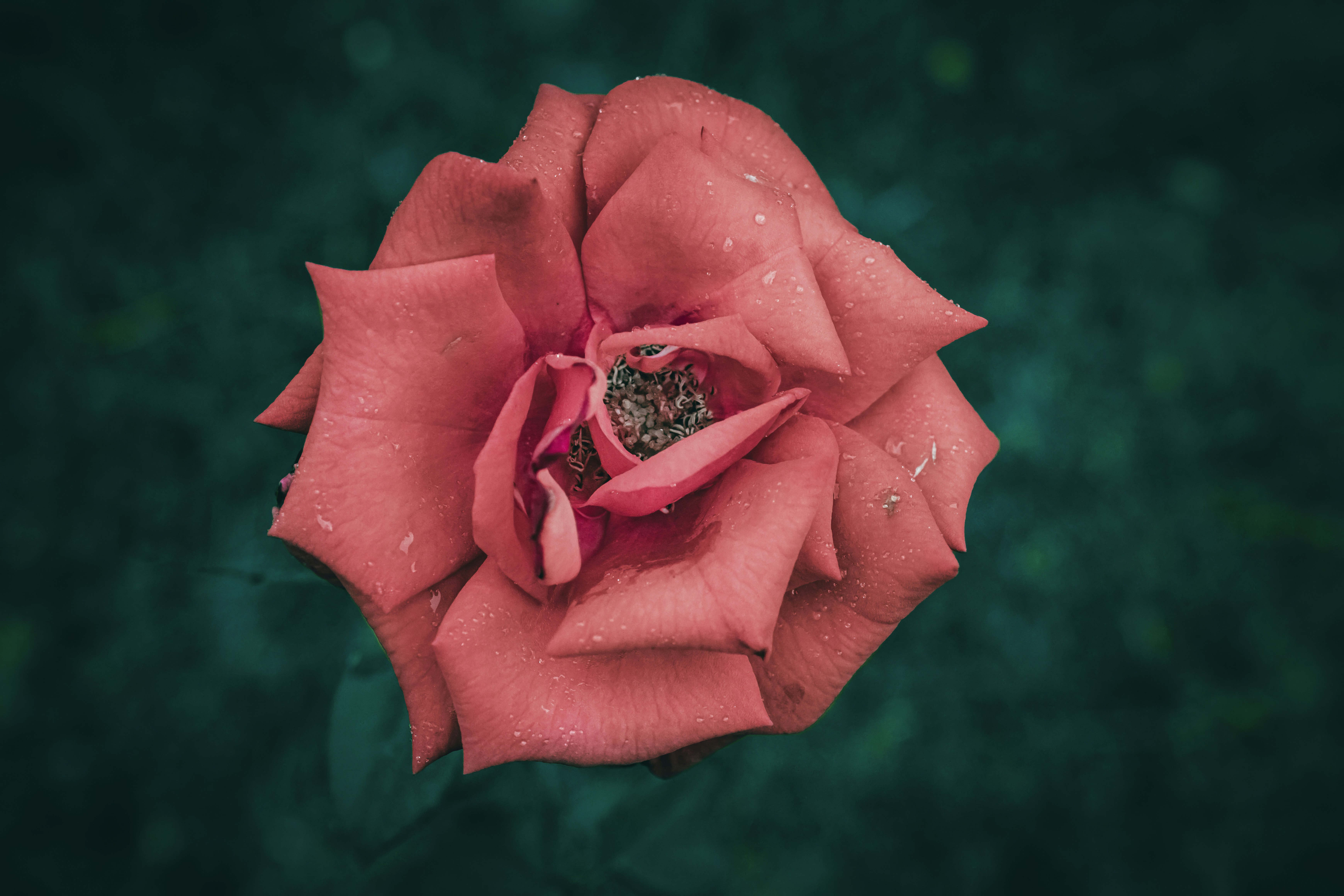 Centered Bloom: A Coral Rose Surrounded by Velvet Evening Green