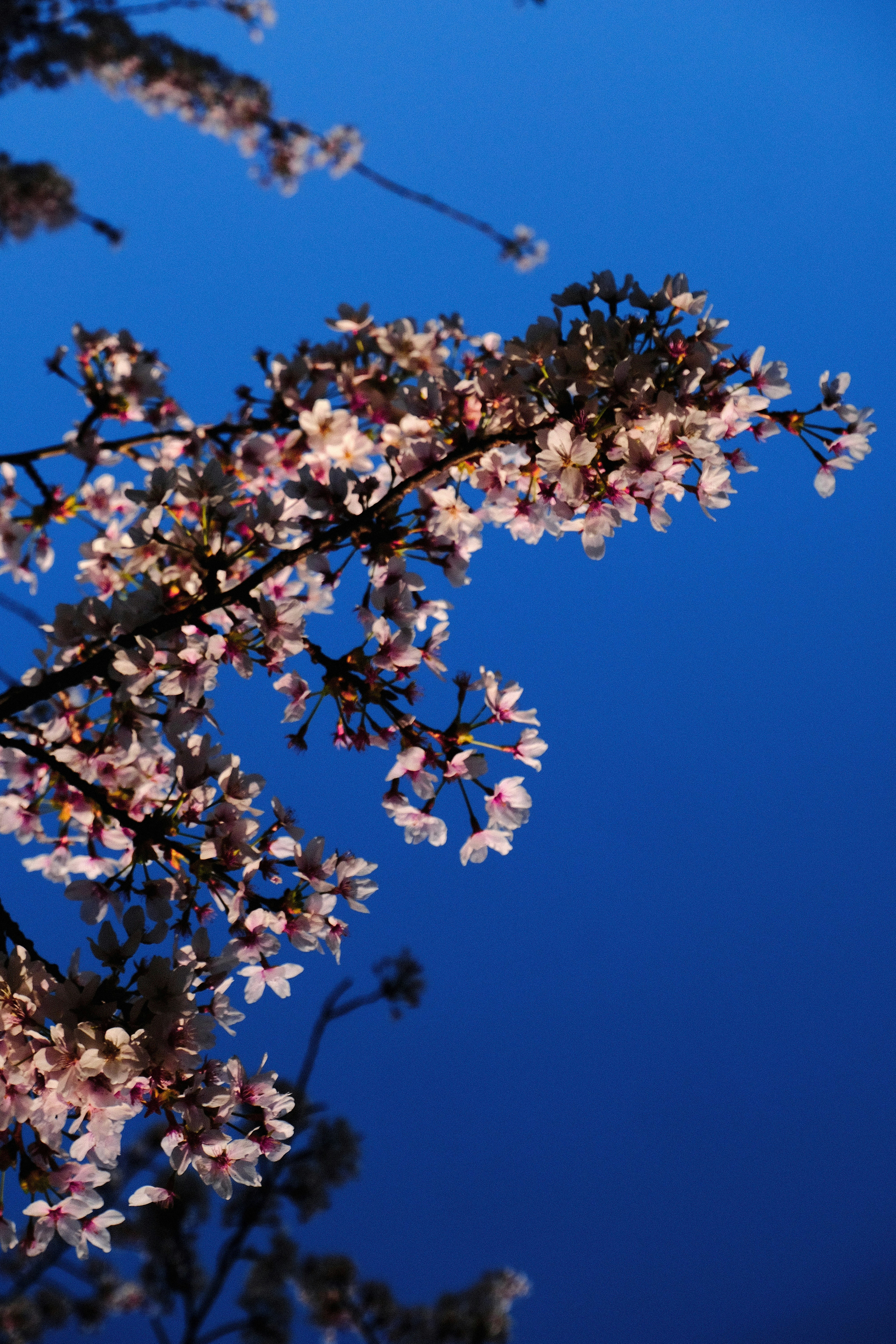Blossoms in a cerulean sky