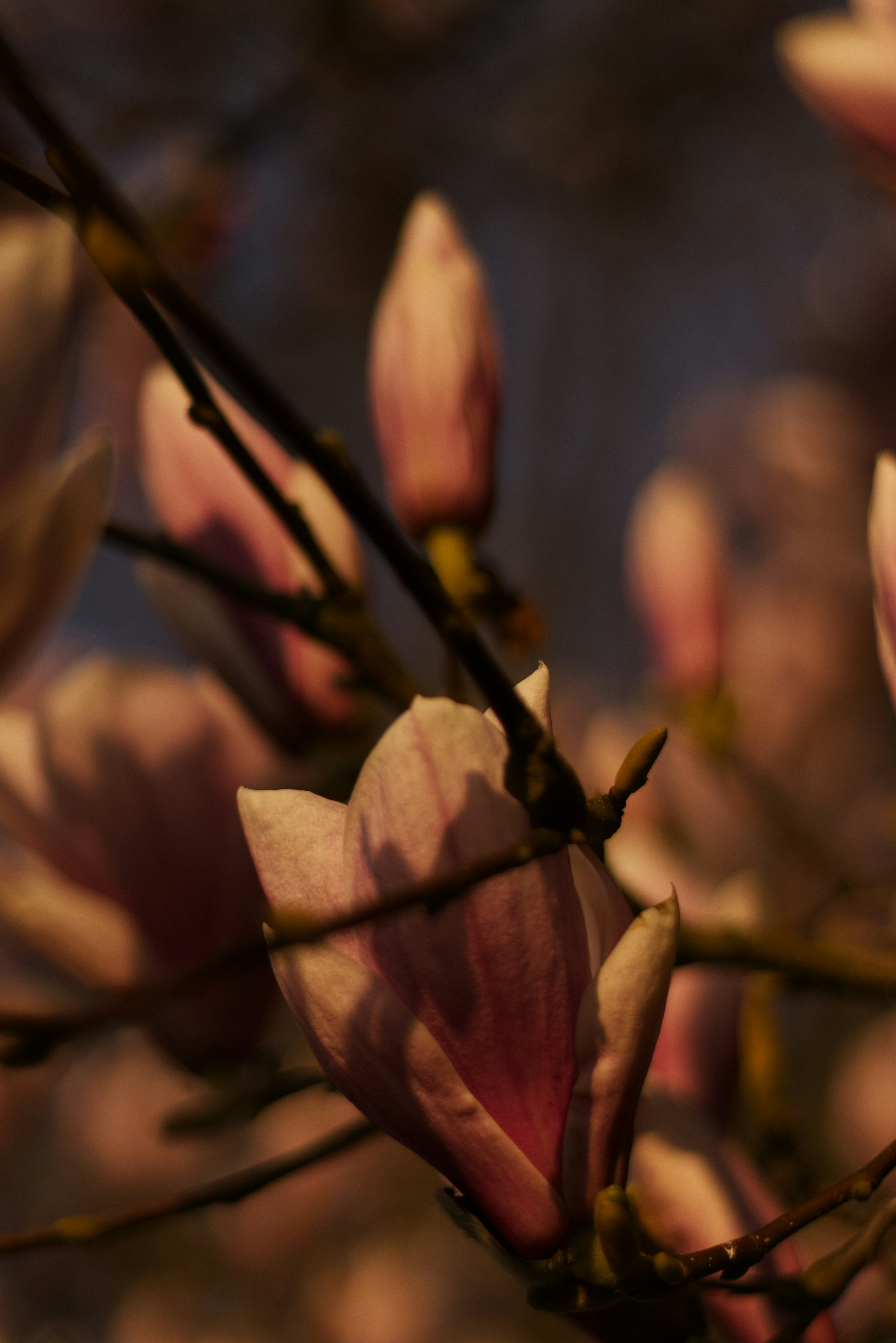 Petals in Soft Backlight: A Quiet Magnolia Moment
