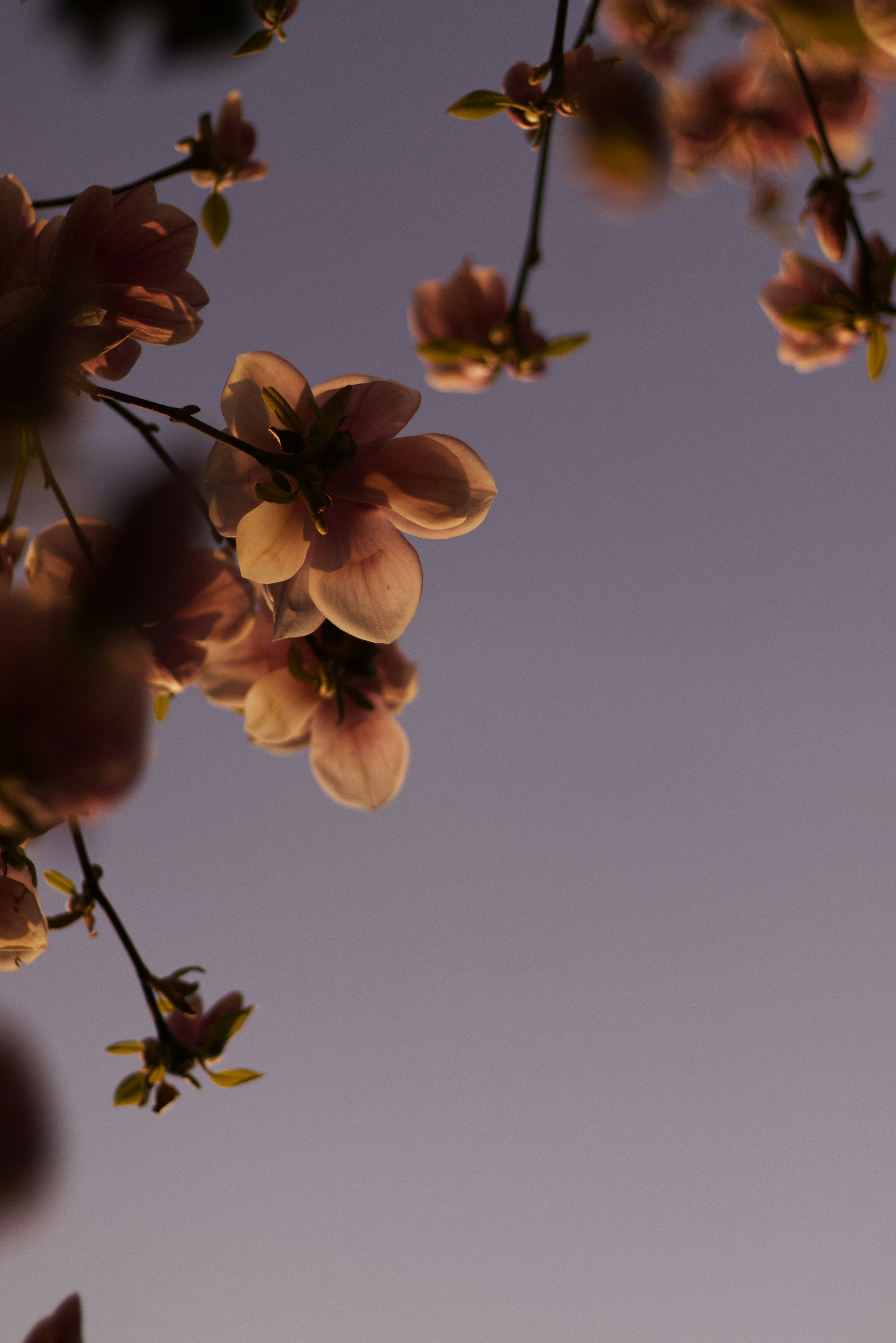Soft Bloom: Delicate Pink Petals Against a Dusky Sky