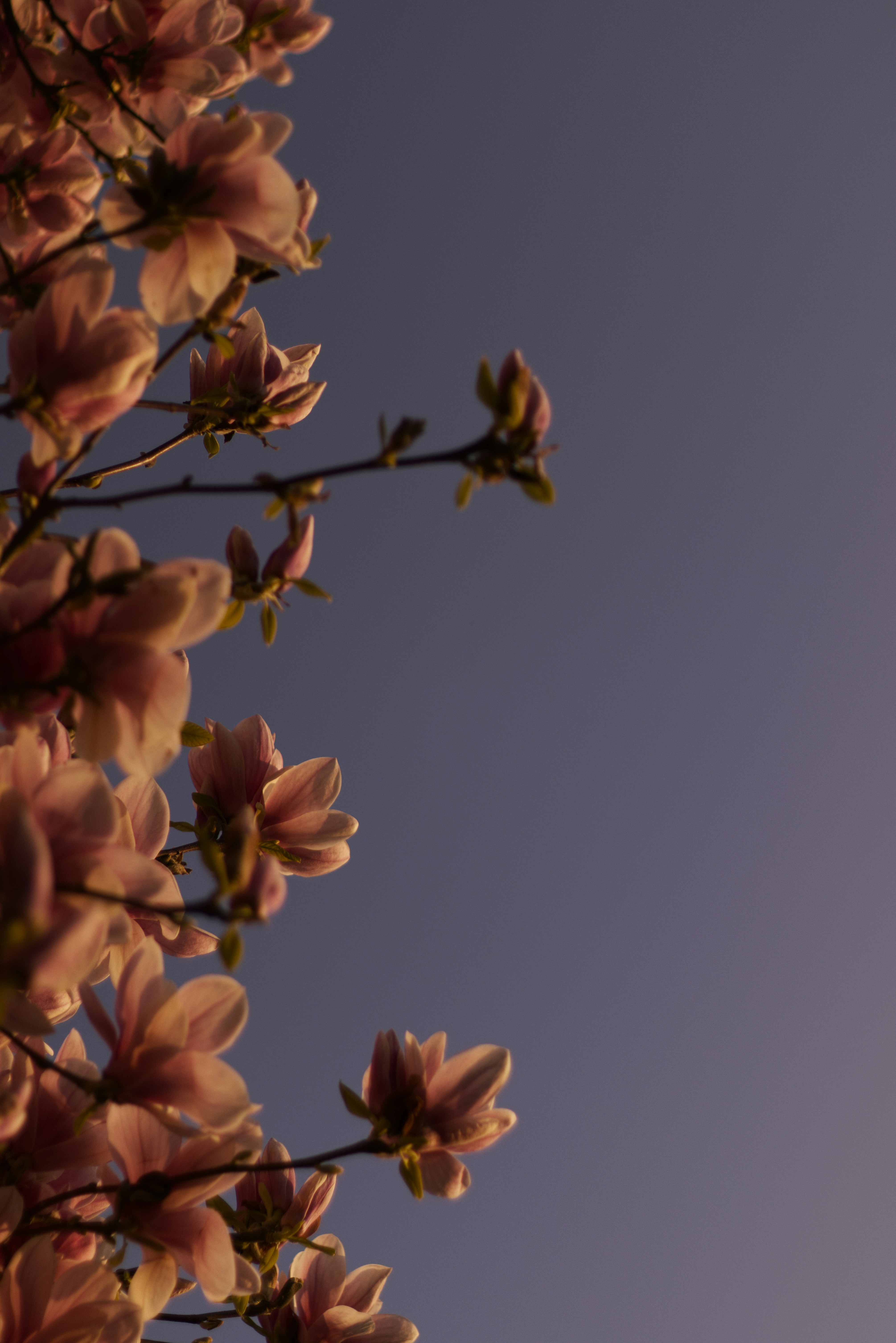 Blossoms Against a Dusk-Blue Sky