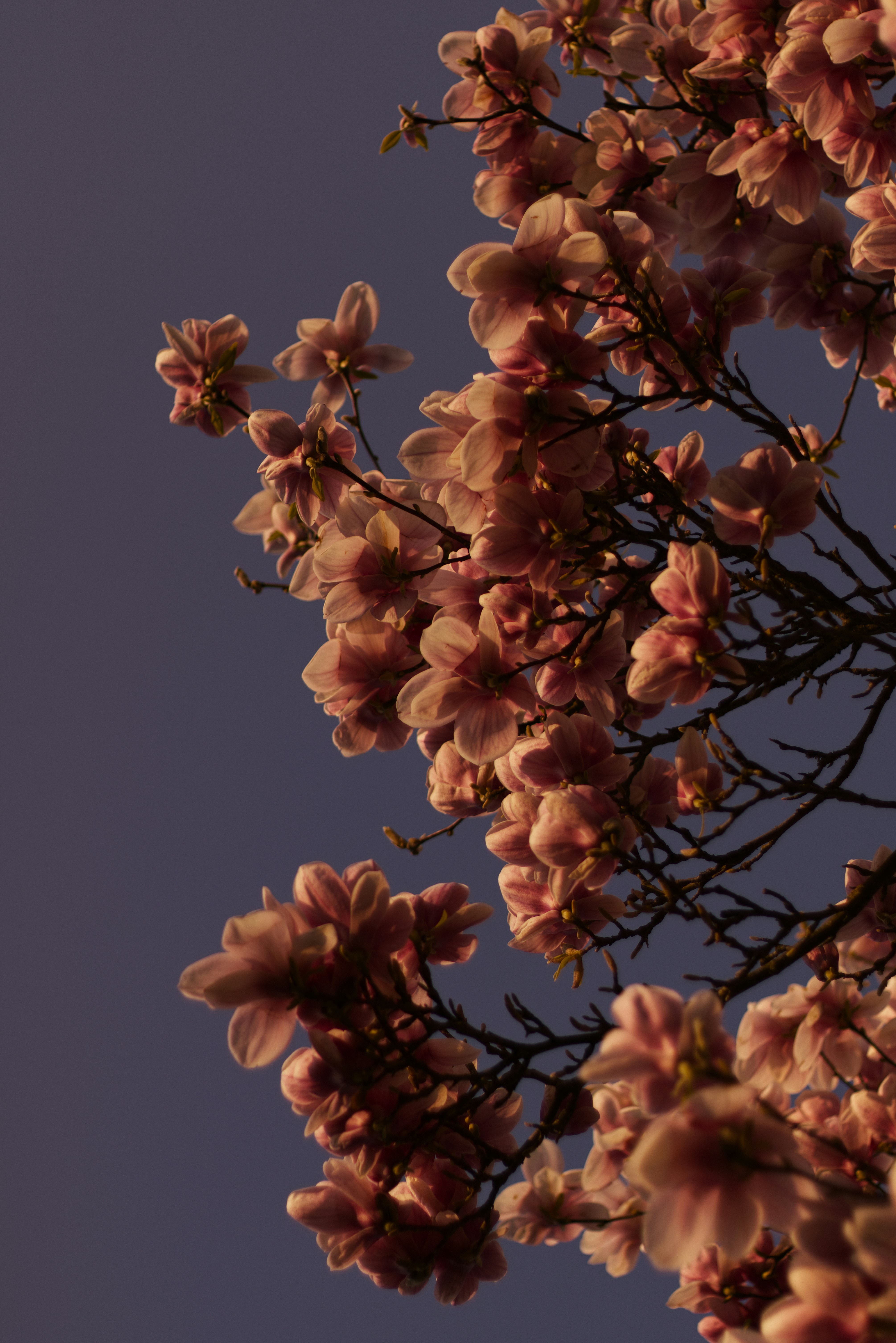 Blooms against a Velvet Sky