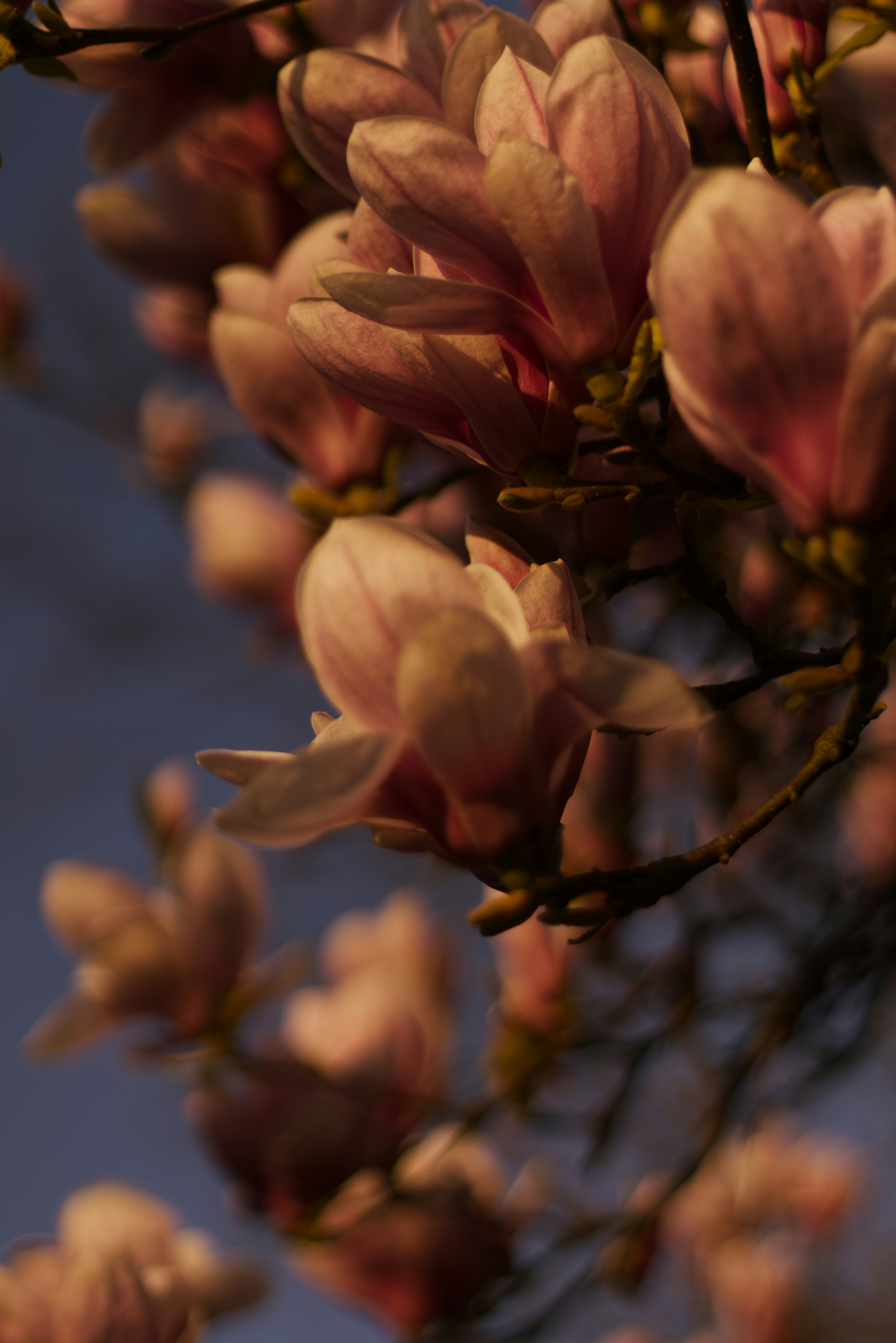 Petals in Twilight: Close-Up on a Magnolia Fragment