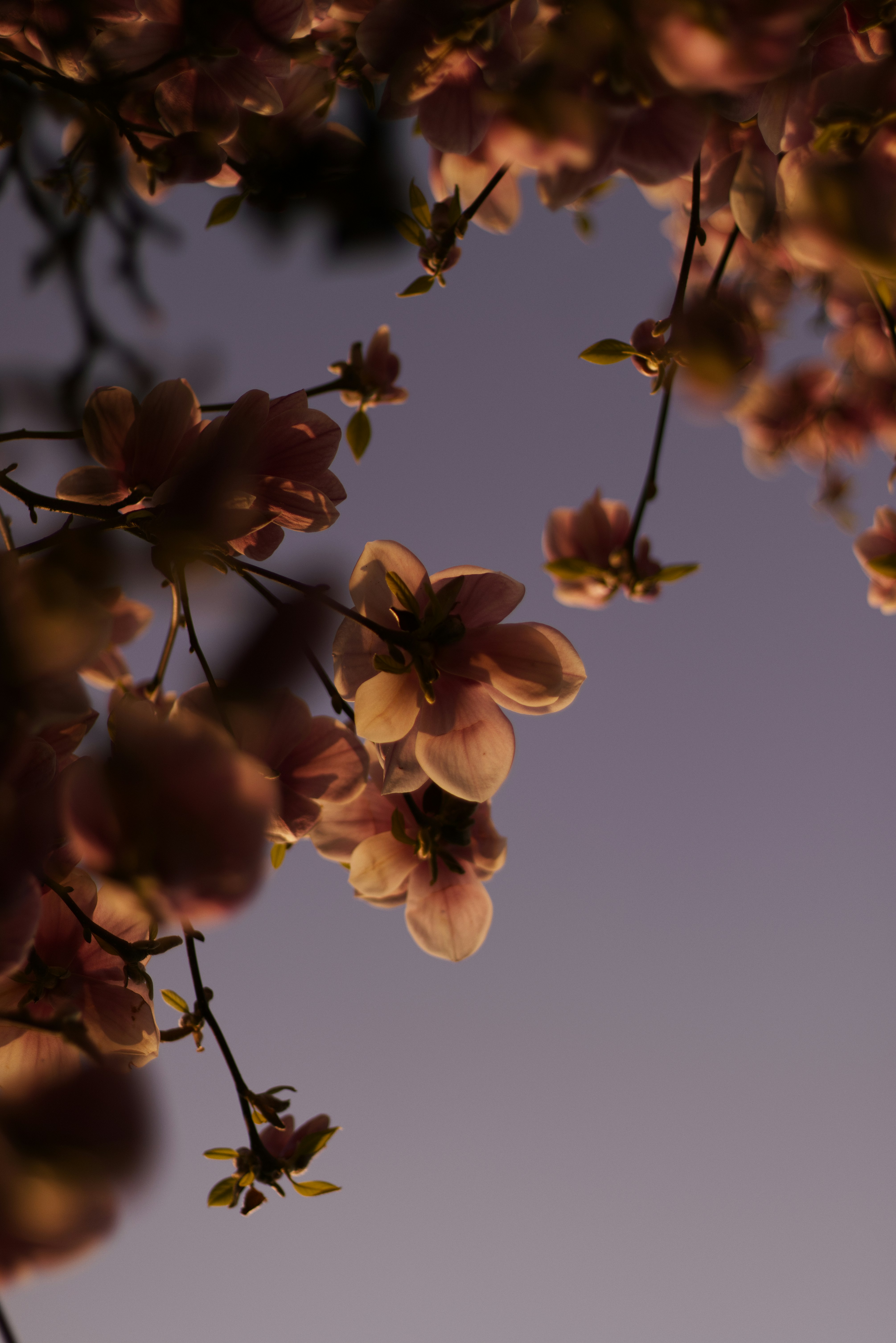 Blossoms in Twilight: A Quiet Camellia Moment