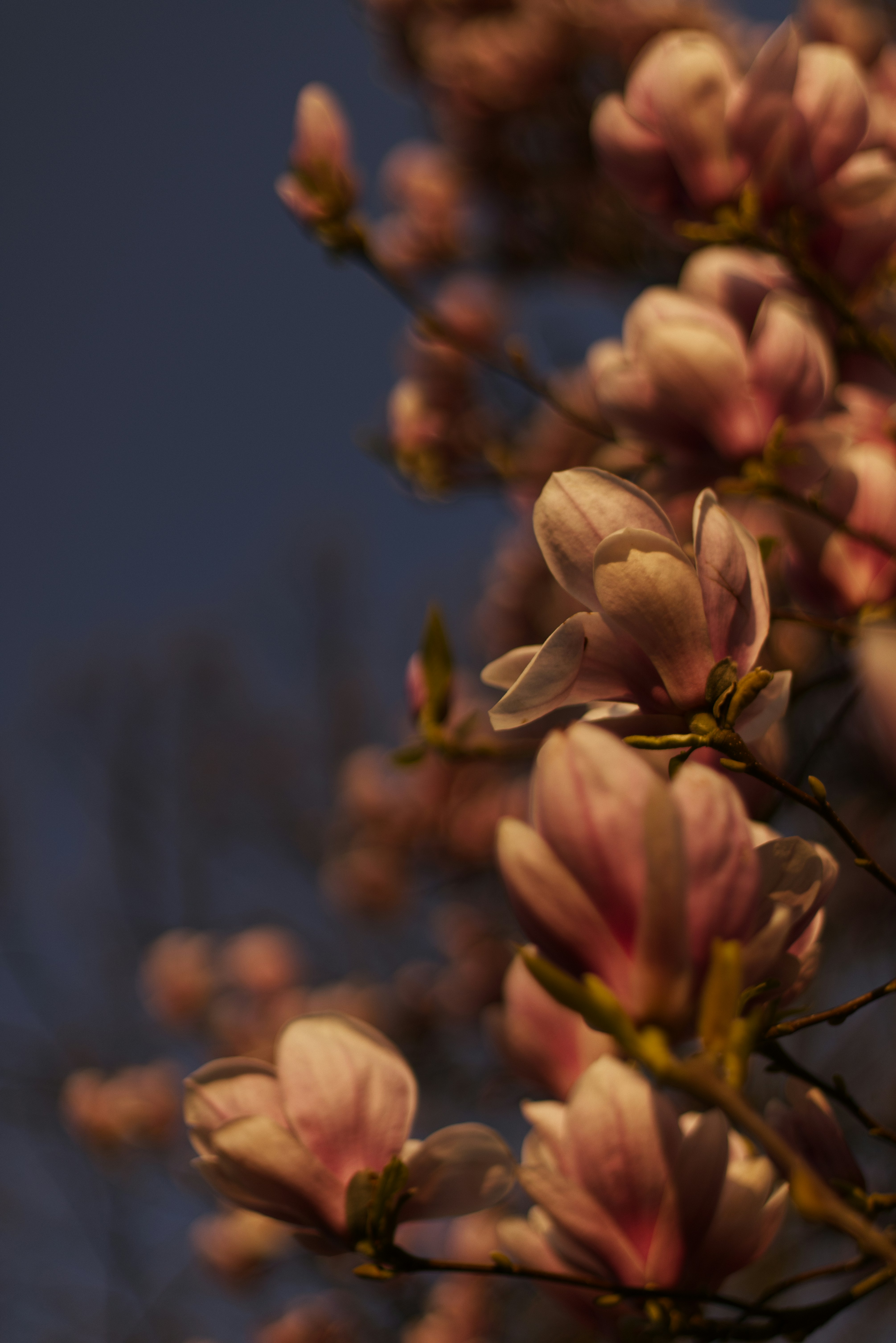 Soft Bloom in the Blue Hour
