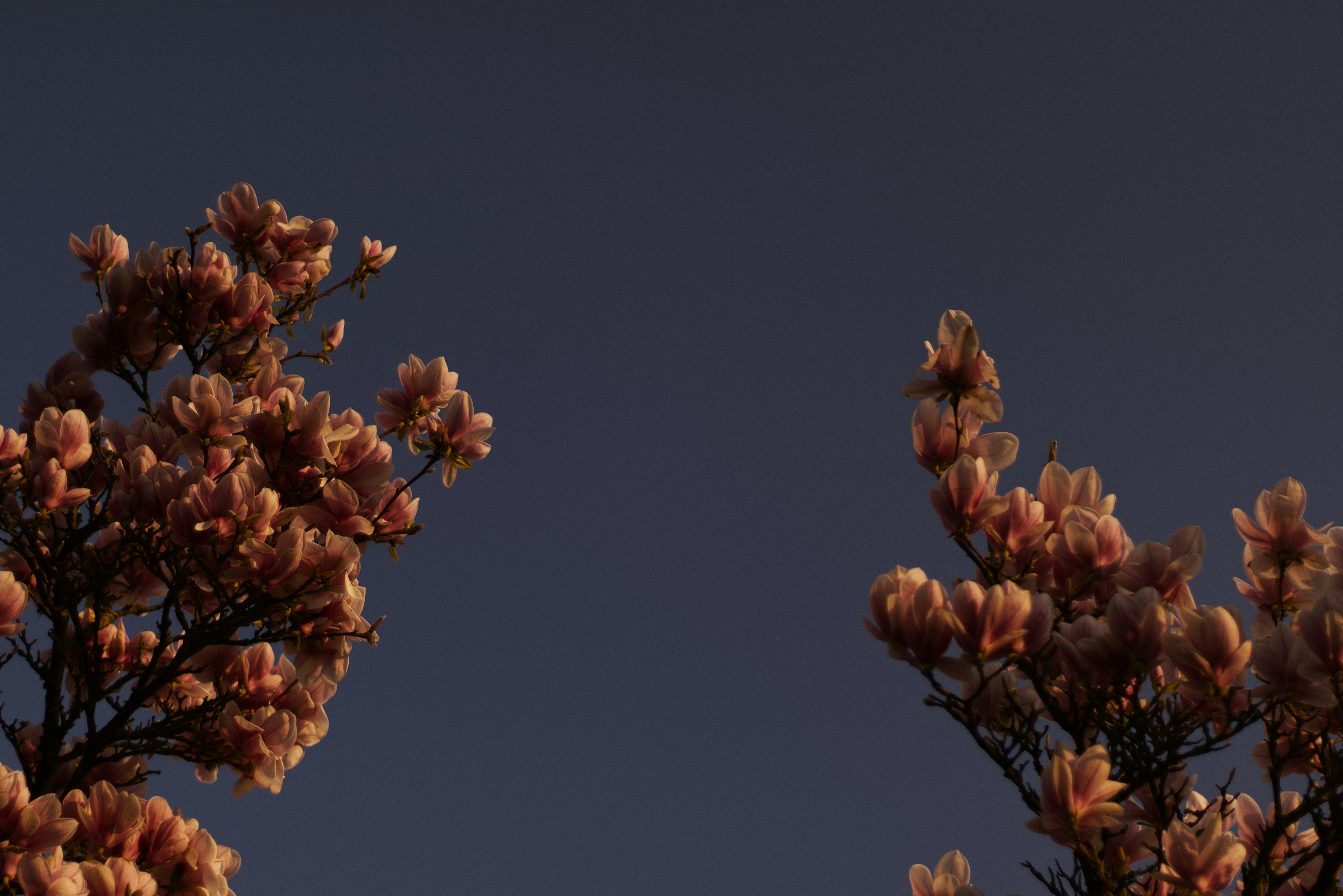 Bougainvillea Peaks Against Twilight Sky