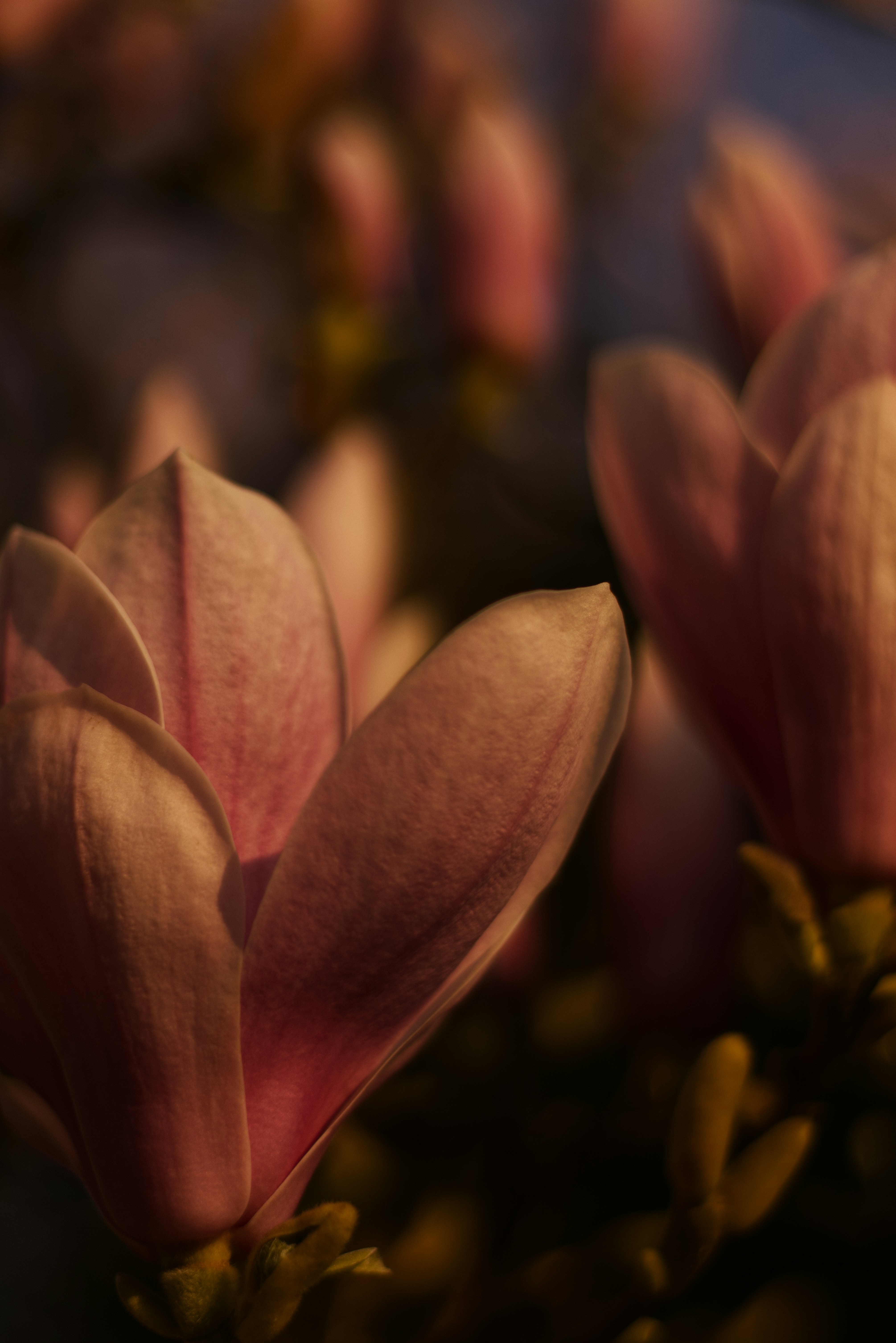 Soft Petals in a Warm Glow