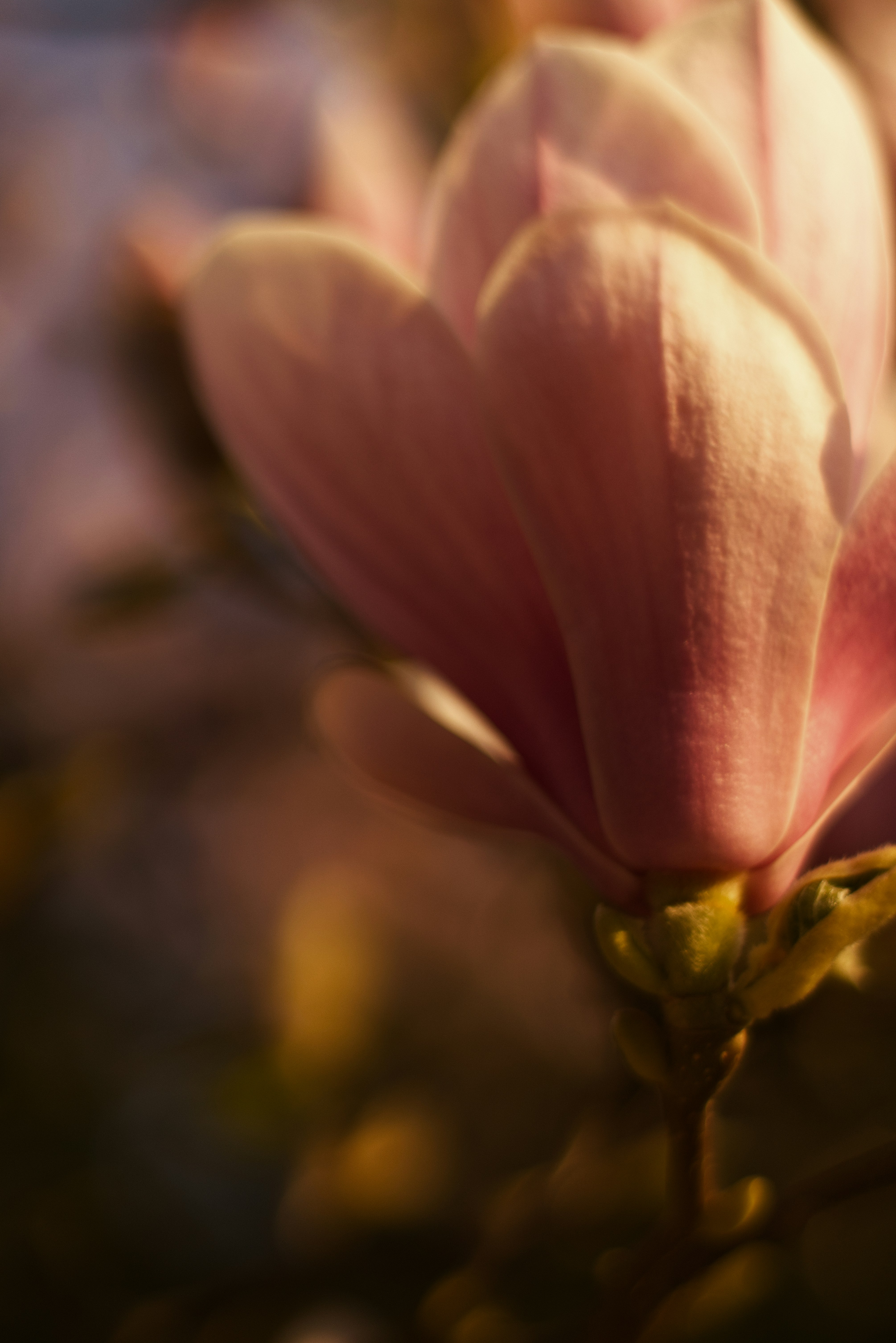 Soft Magnolia in Warm Light: A Close-Up Bloom