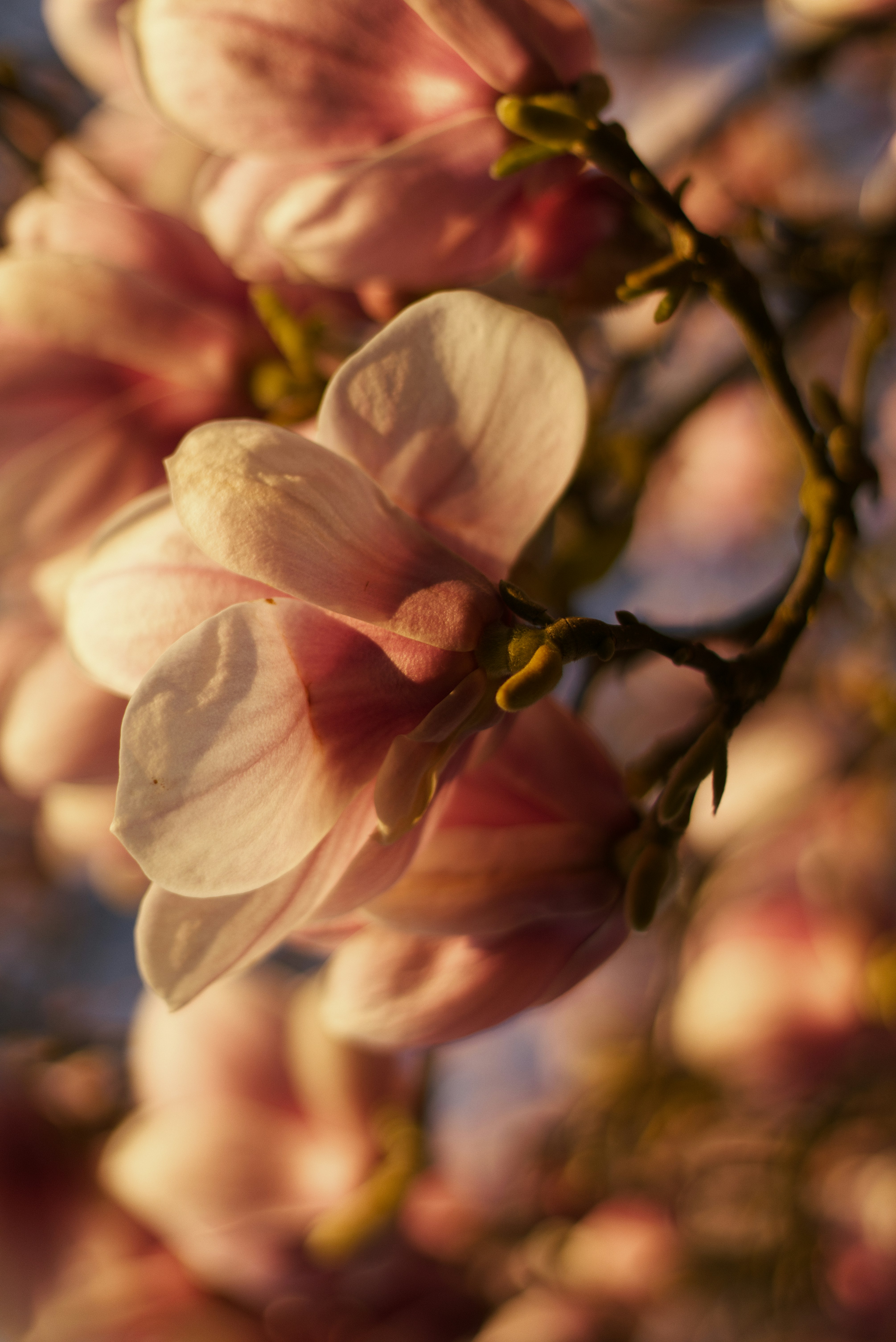 Petal Glow: Evening Haze on Blooming Magnolias
