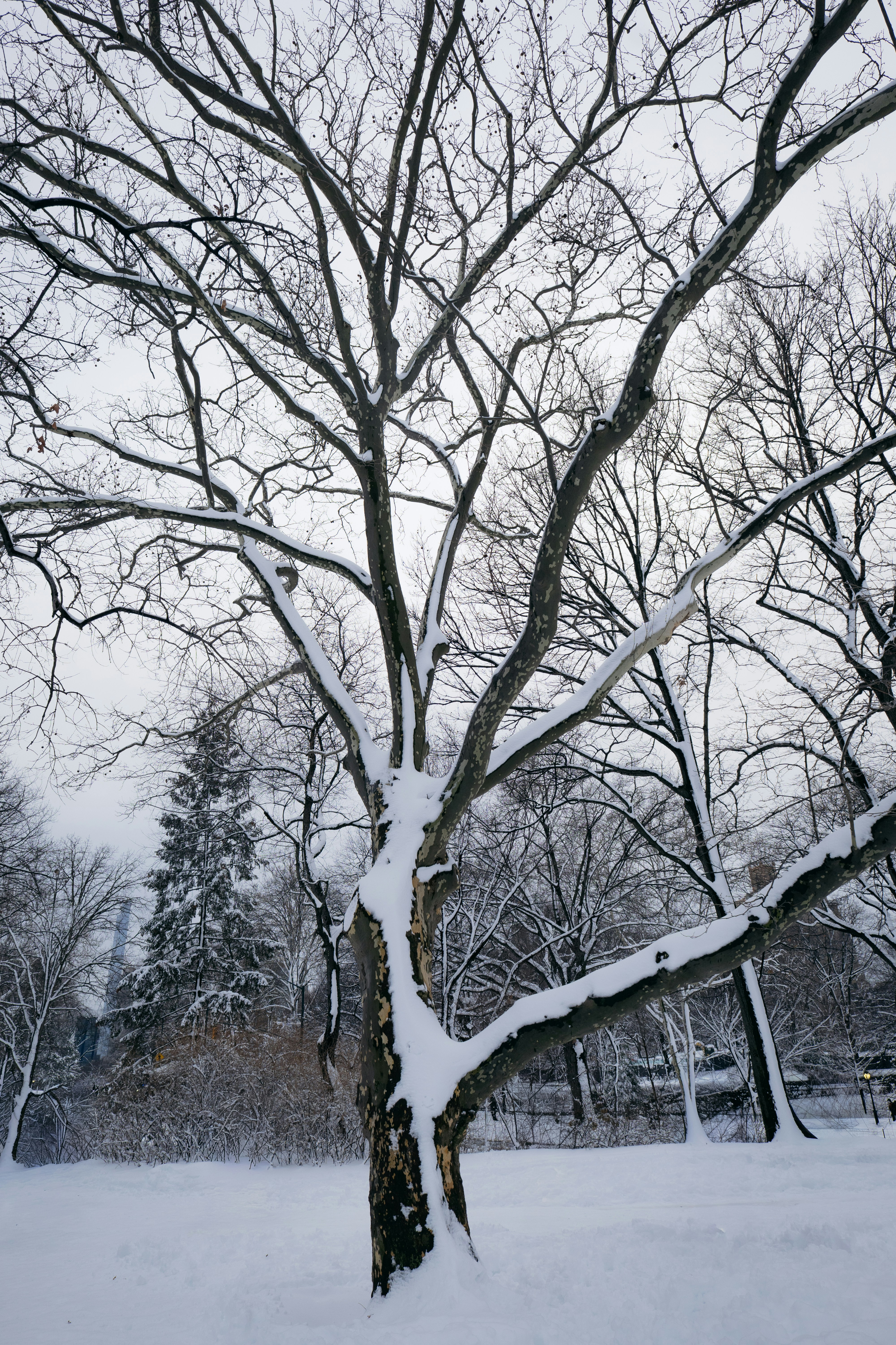 Snowbound Arboreal Portrait: The Gnarled Tree in Winter Light