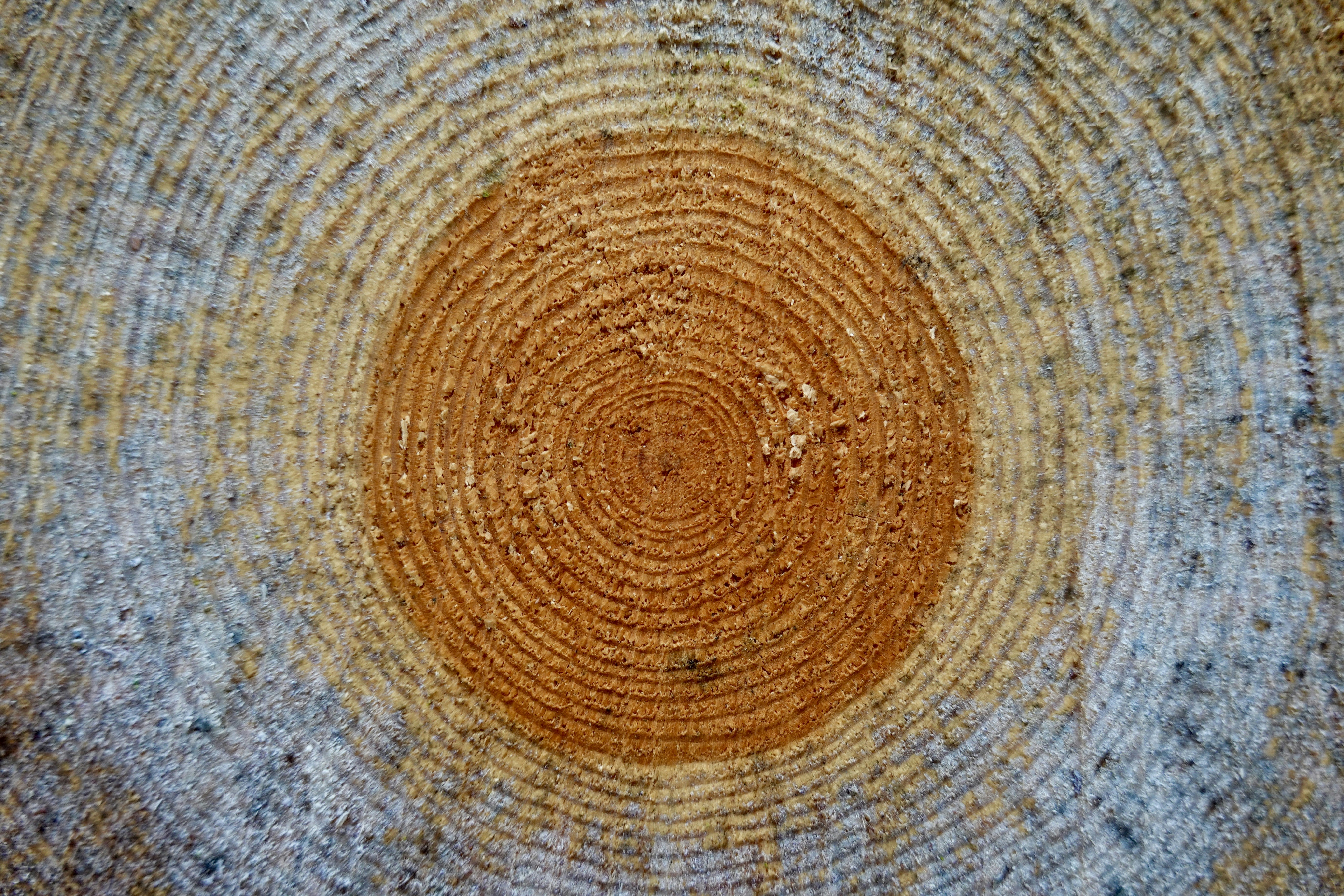 Targeted Rings: A Centered Concrete Circle Delineated by Weathered Concentric Textures