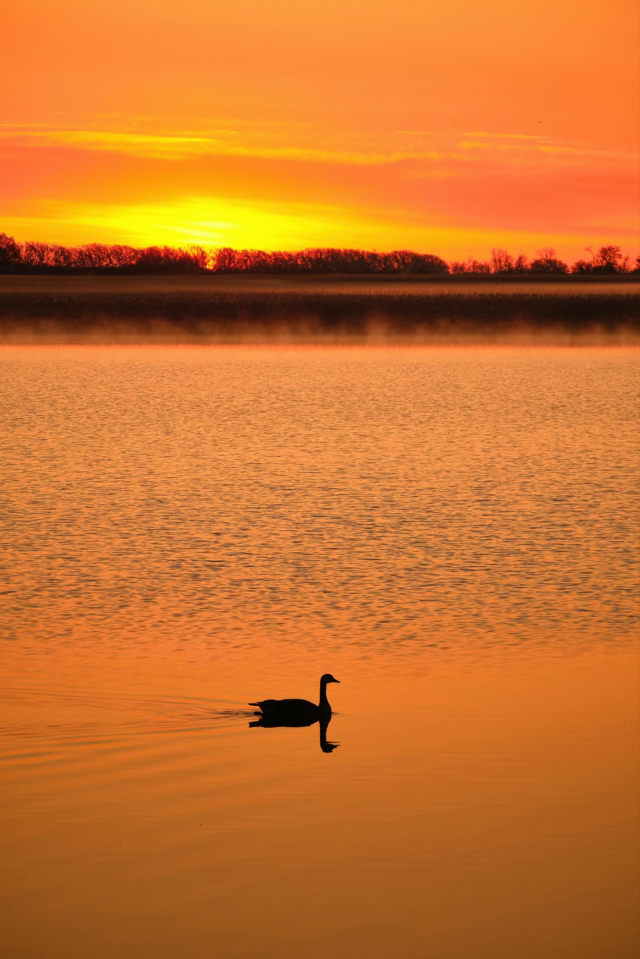Silhouette on Silence: A Dawn Swims in Flame