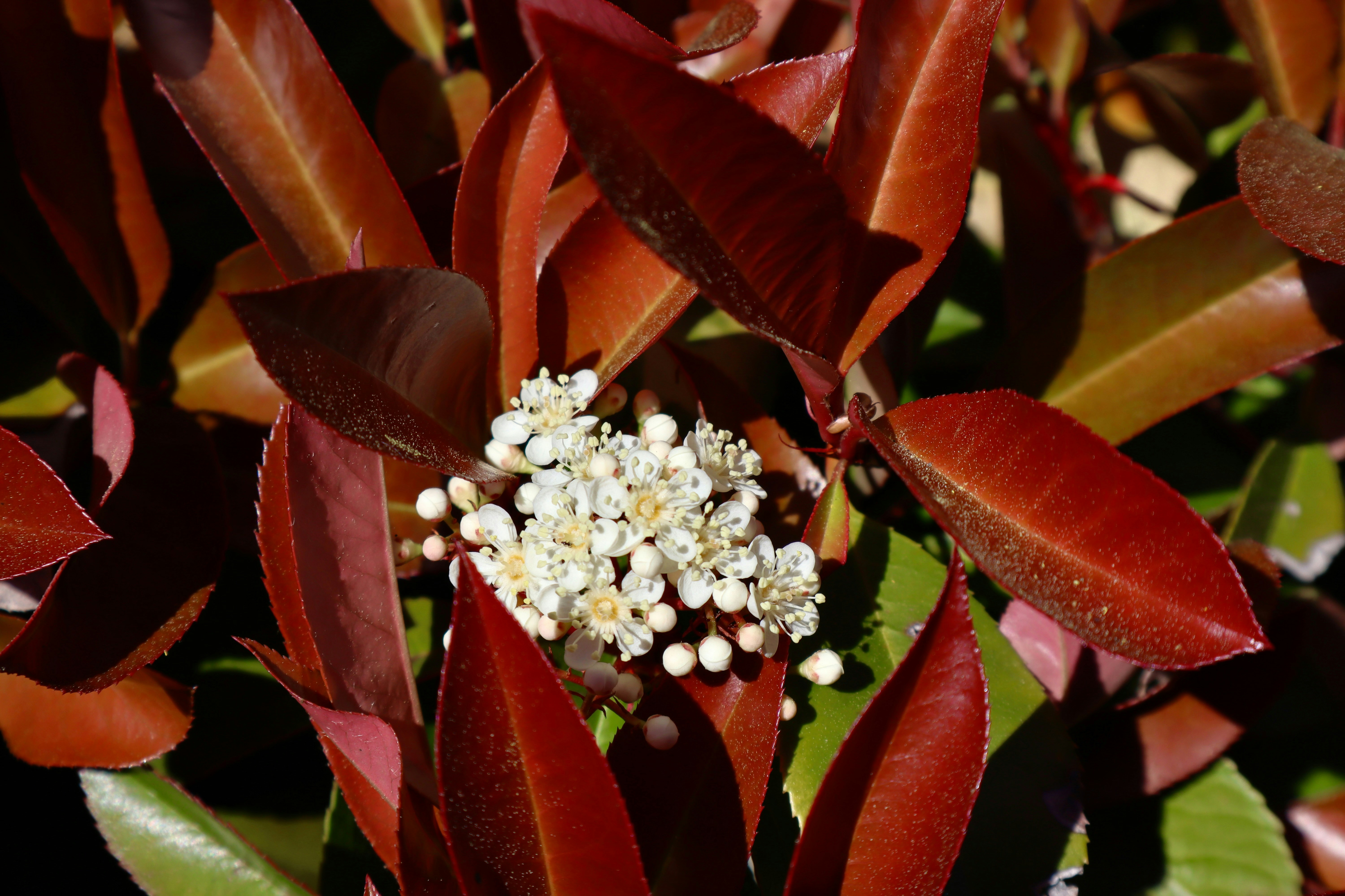 Centre Bloom: White Clusters Amid Red Leaves