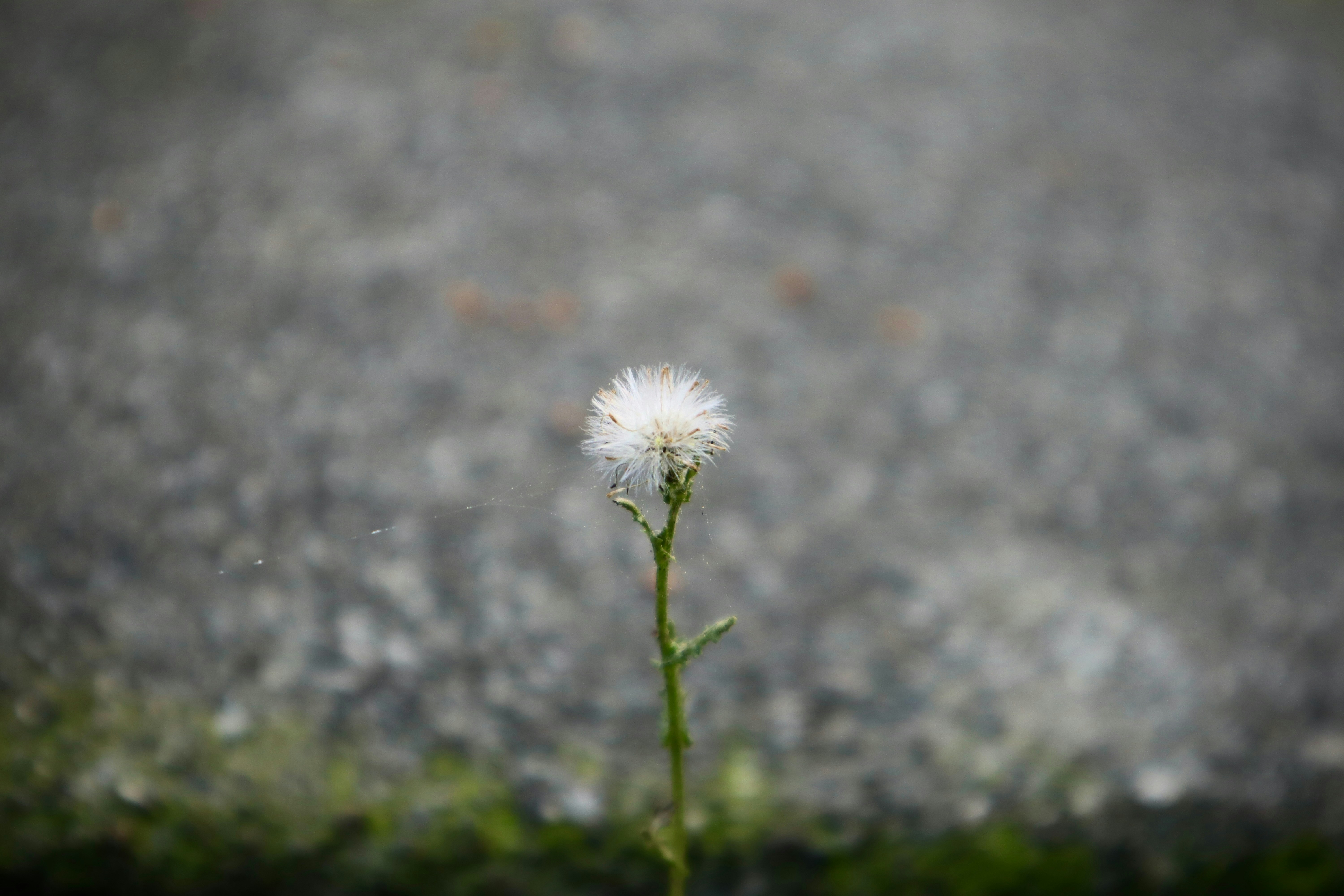 Single Dandelion Seeding a Quiet Morning