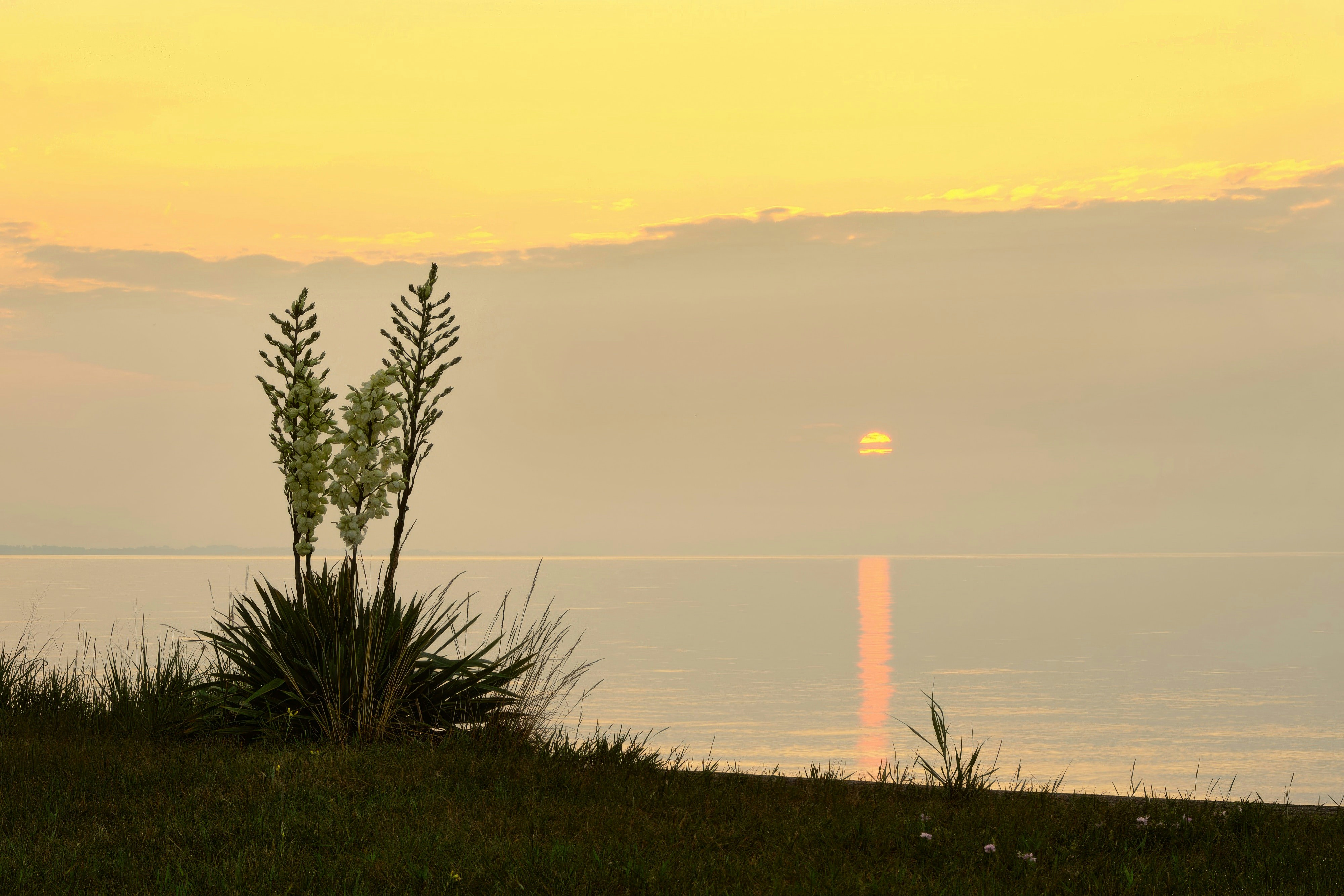 Sunlit edge: tethered plant silhouettes at dusk by a calm shore