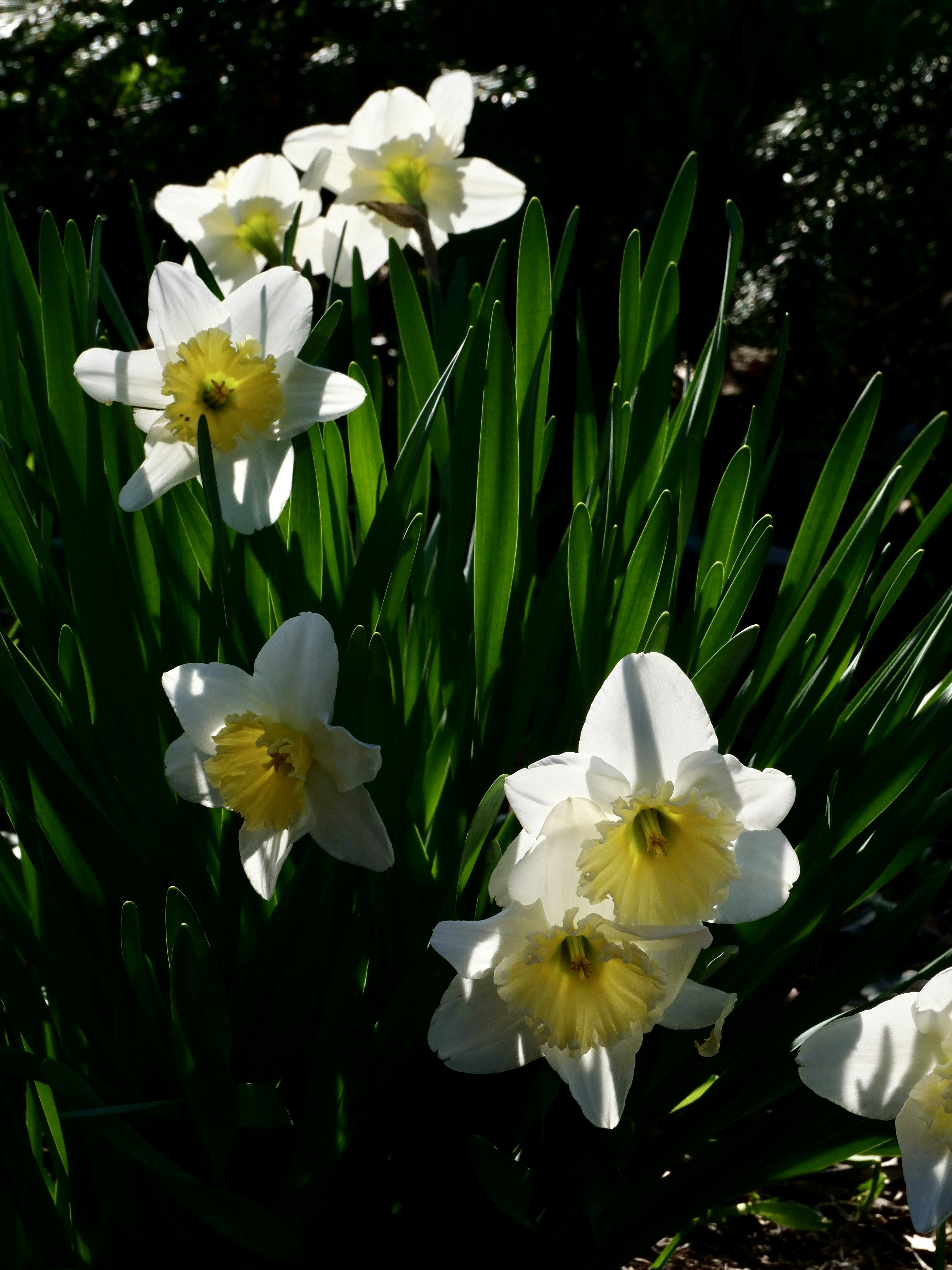 White Narcissus Bloom Cluster in Sunlit Garden