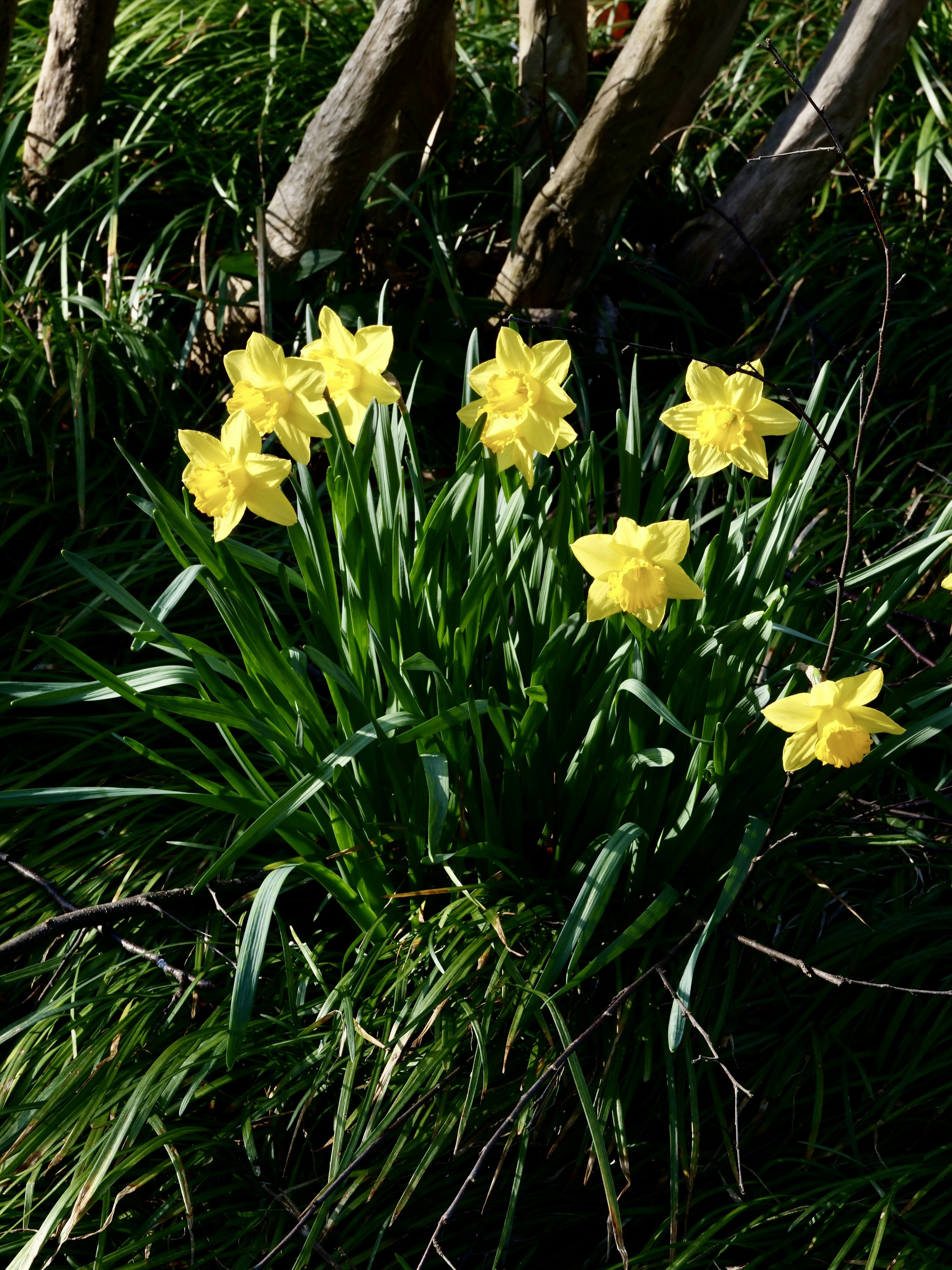 Yellow Narcissus Rise from Green Curtain