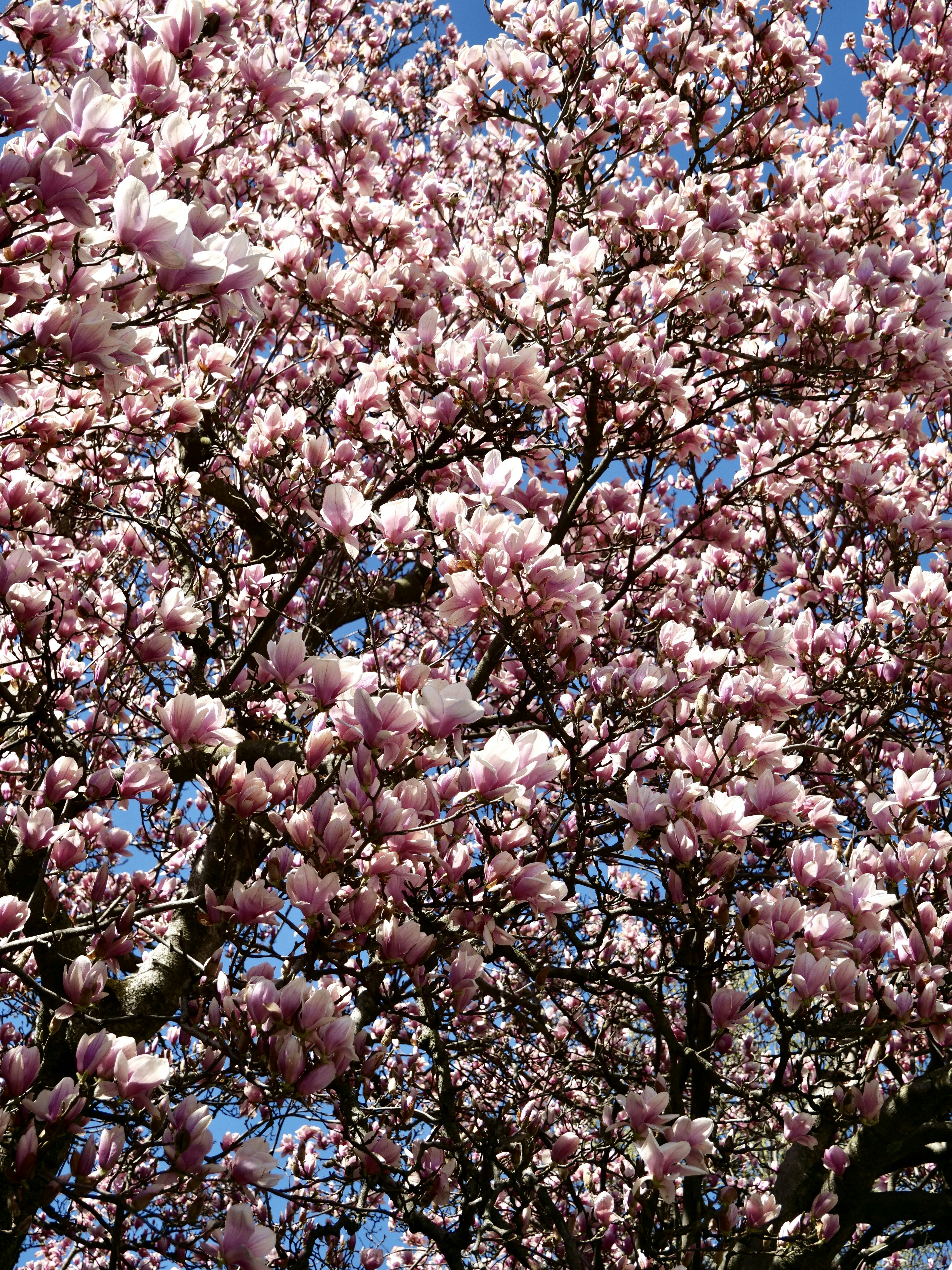 Blossom Canopy Under a Crystalline Sky