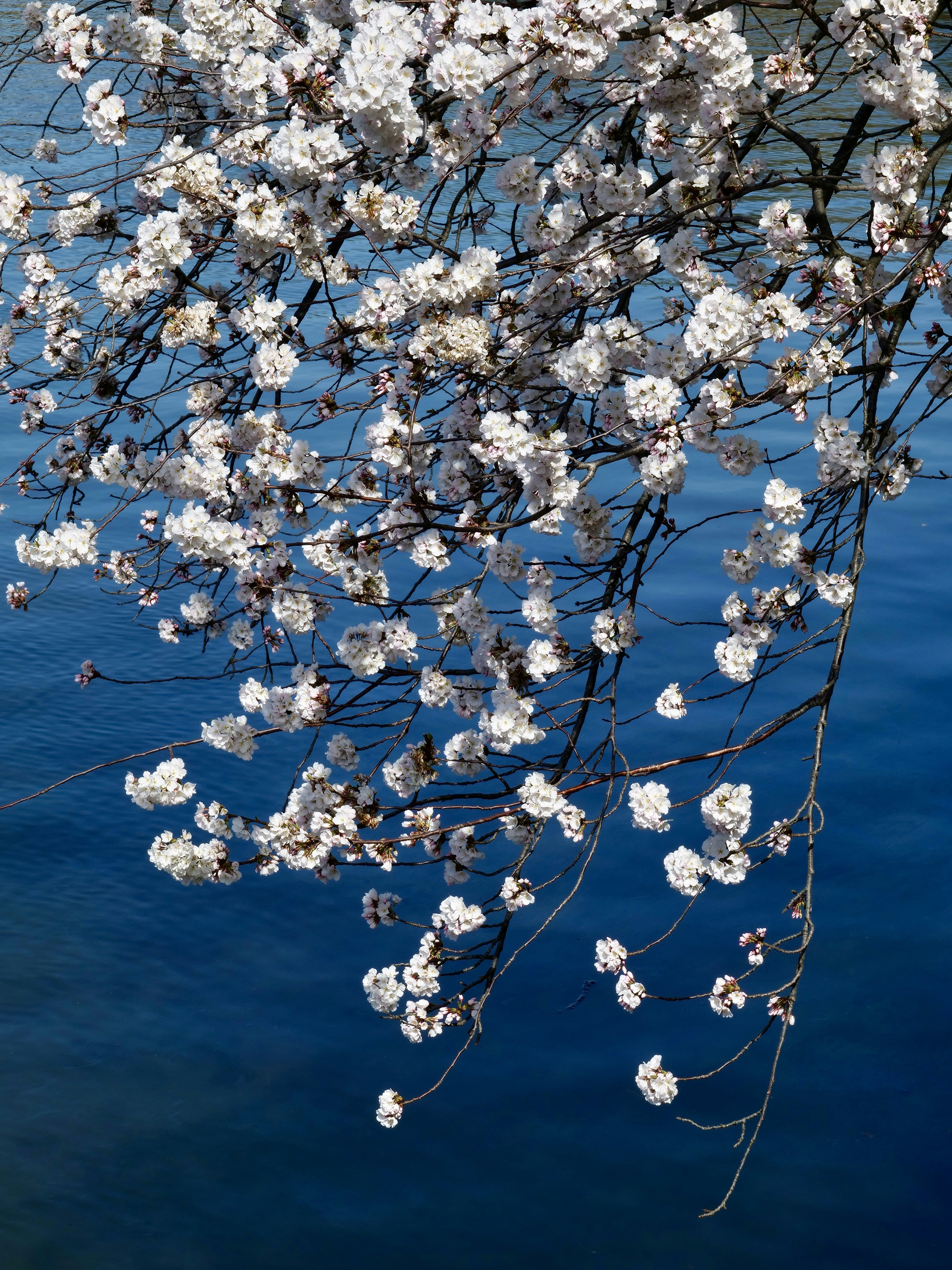 Blossoms Over Quiet Blue: Branches Framing a Lake