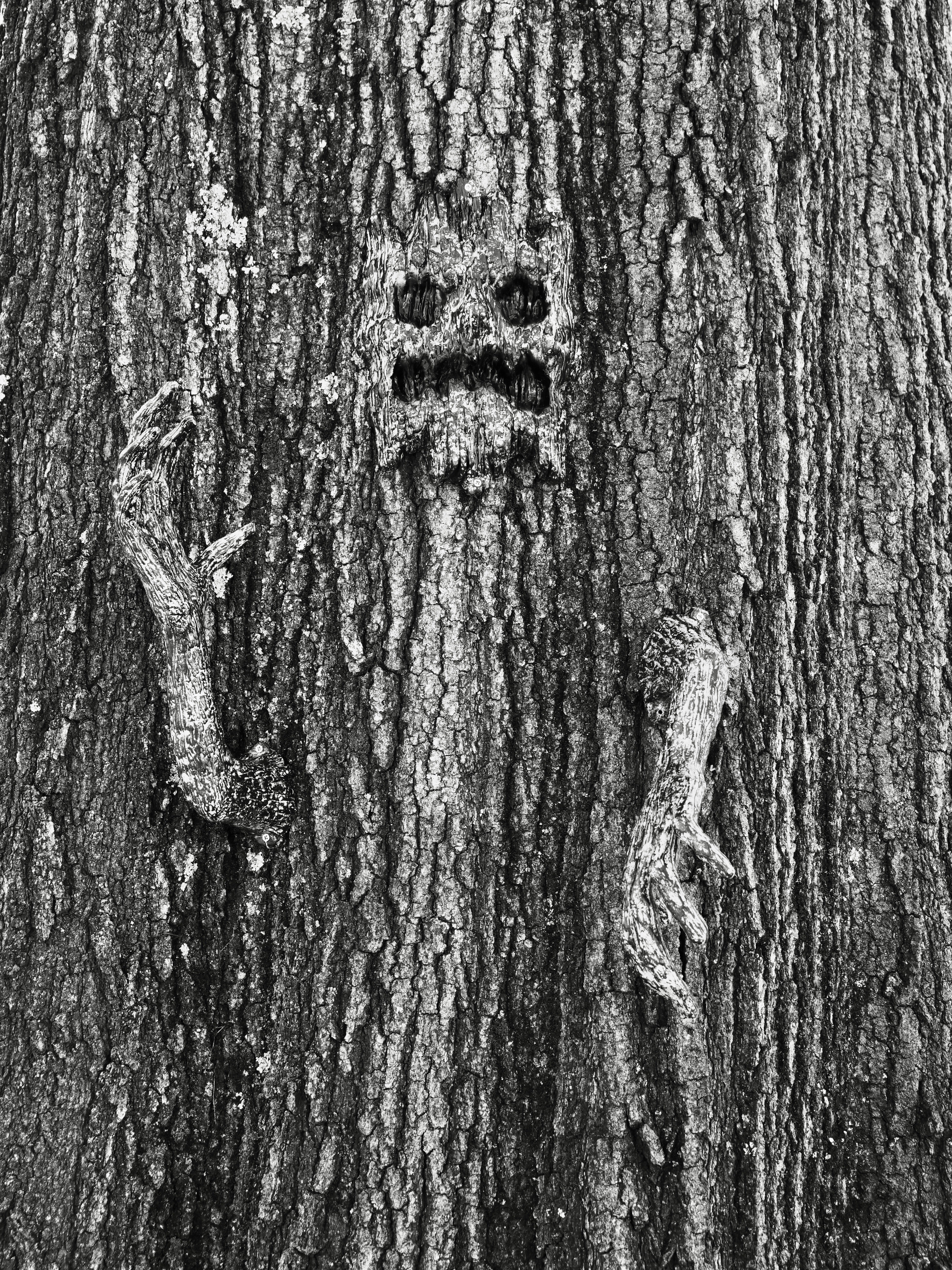 Grim Bark: A Raised Face Emerges from the Old Tree