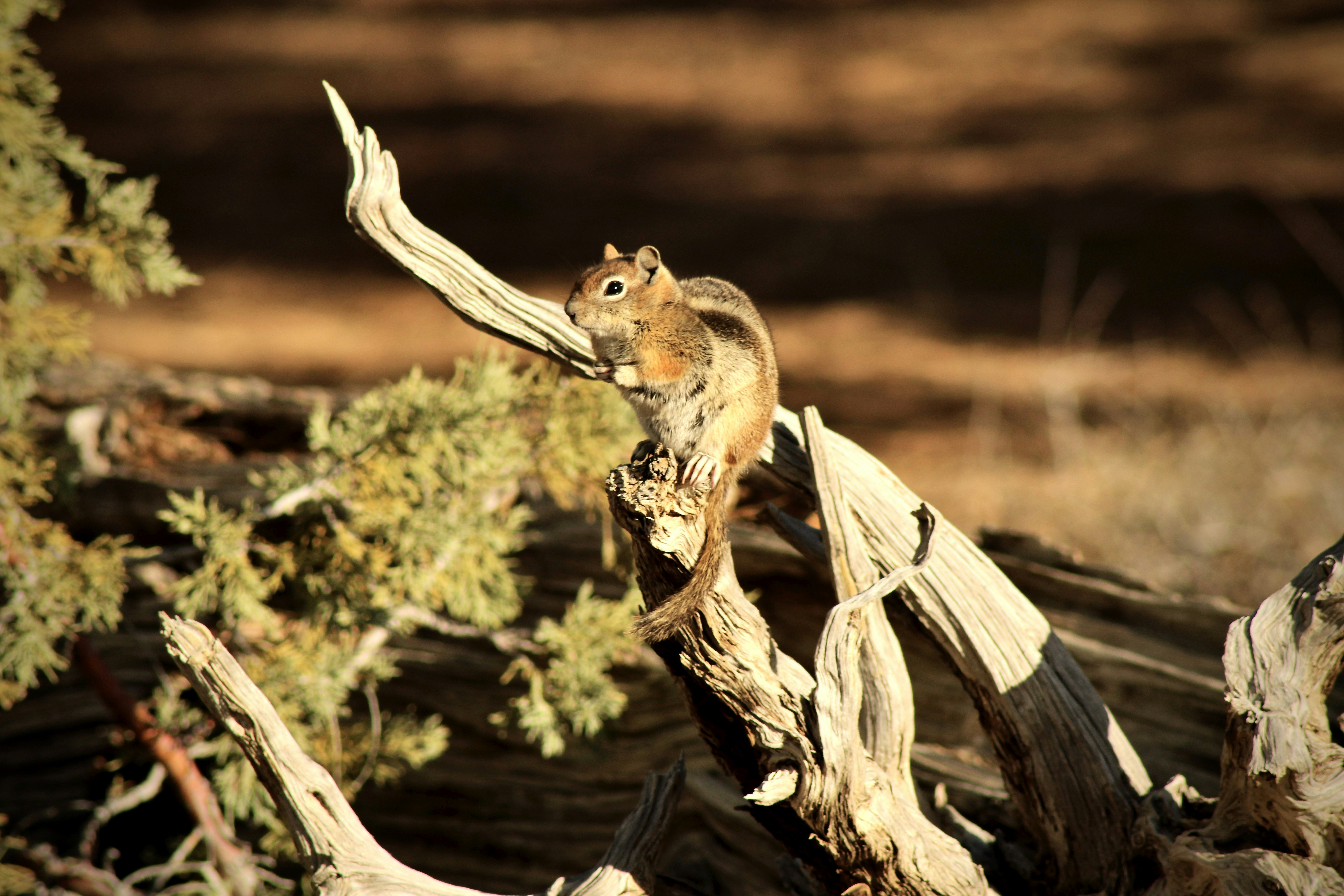 Squirrel Perched on Weathered Branches at Dappled Sunset