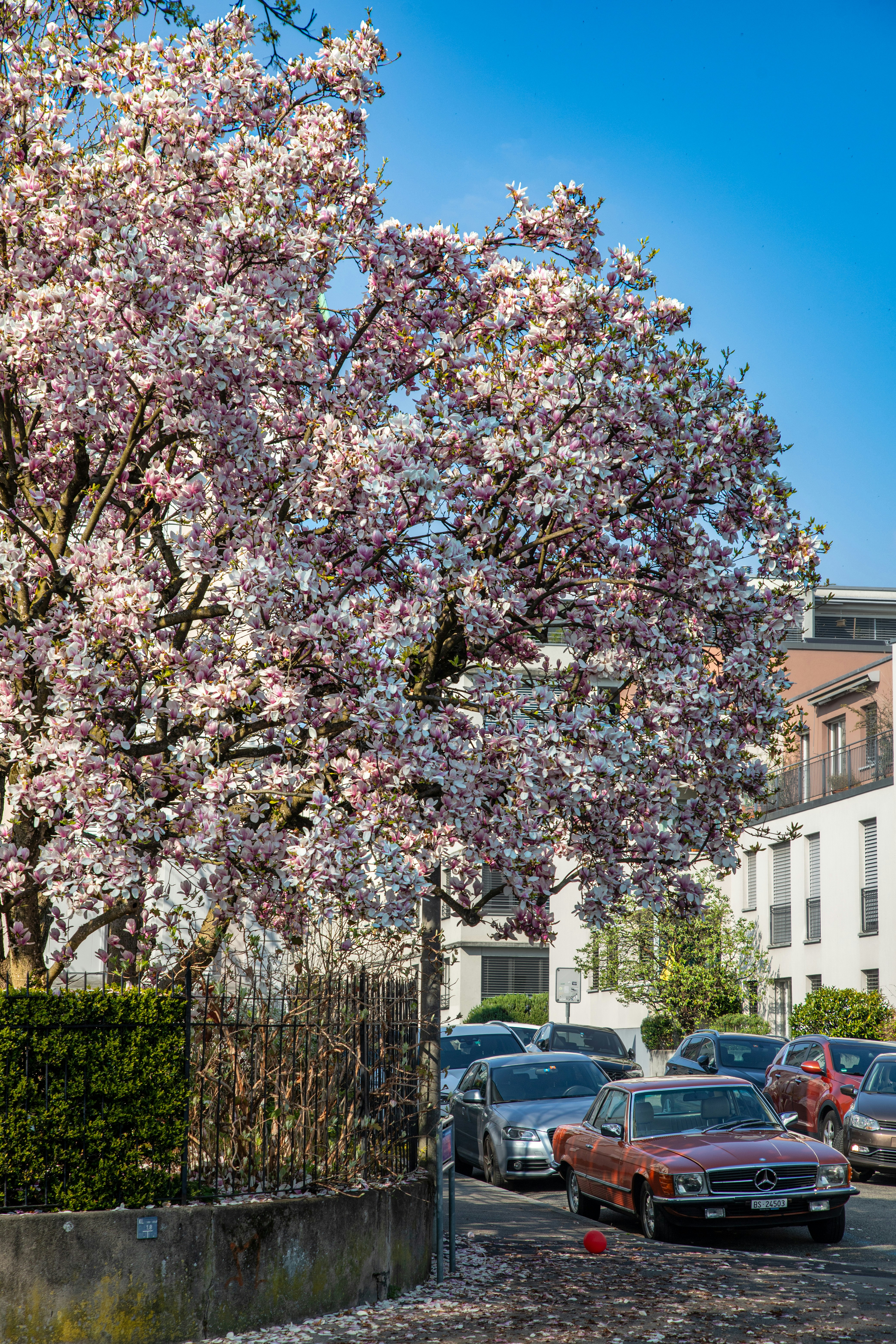 Blossoms Over Street: A Springtree Framing a Quiet Urban Corner