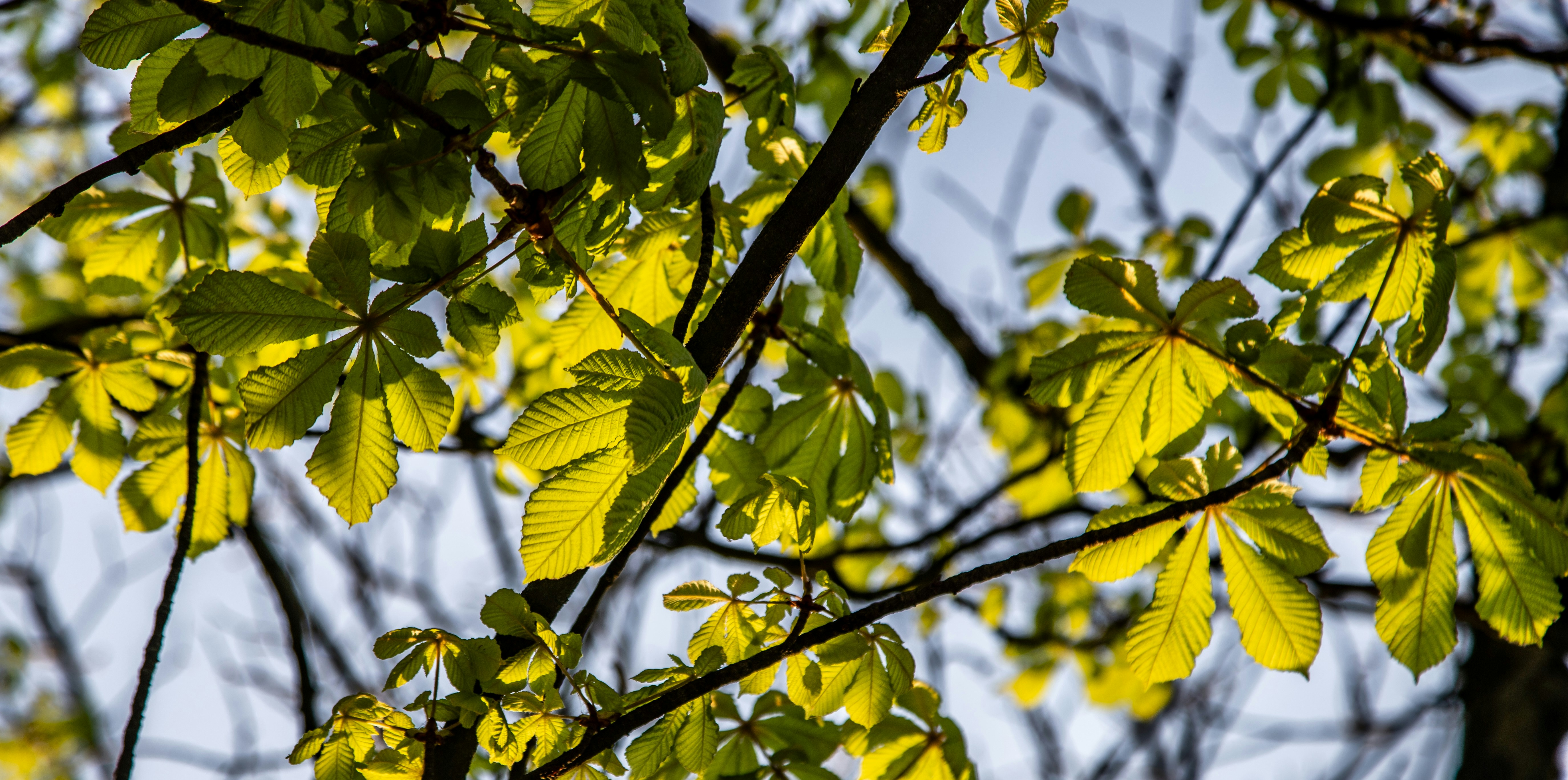 Sunlit Leaves in a Quiet Canopy