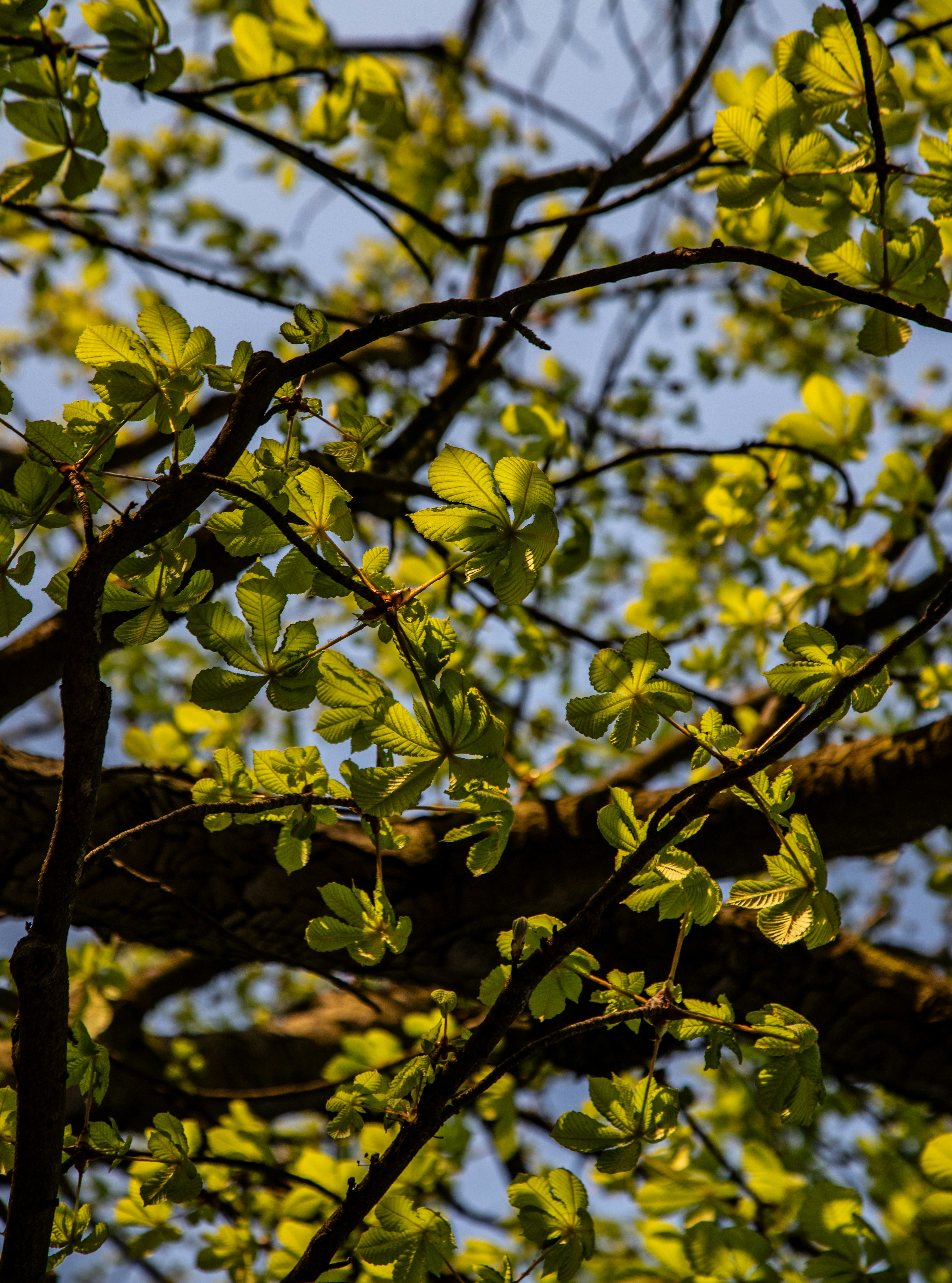 Emerald Lace in Sunlit Canopy