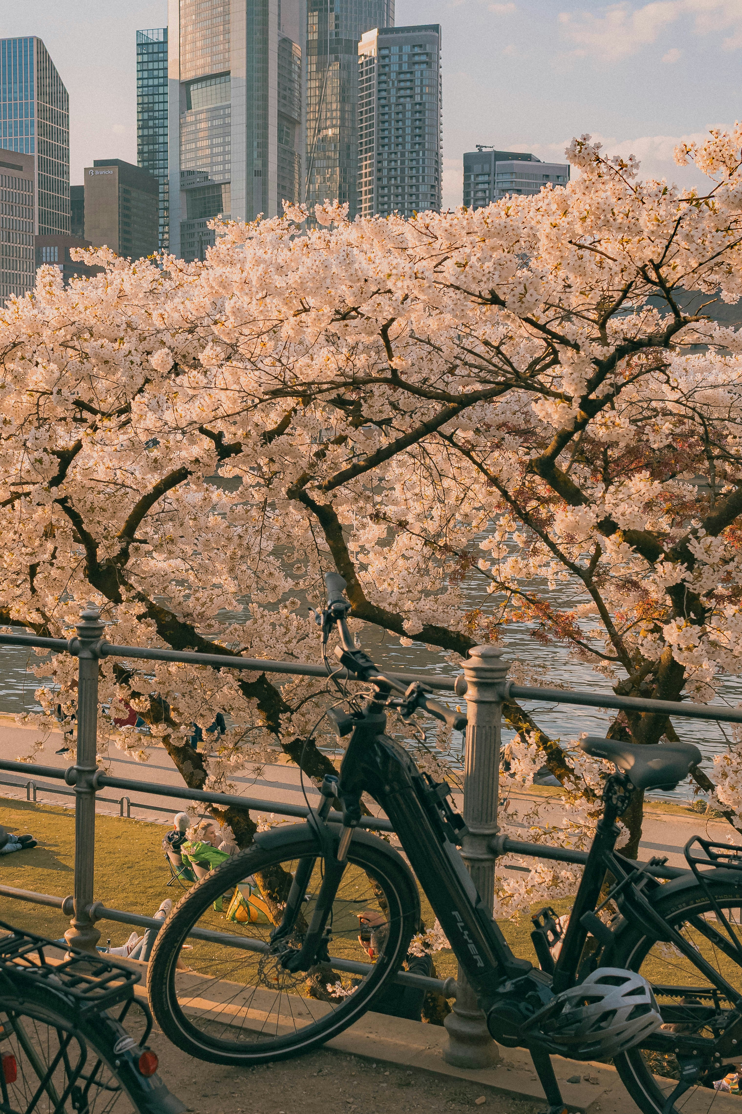 Cherry Blossom Overlook by the River with Urban Skyline