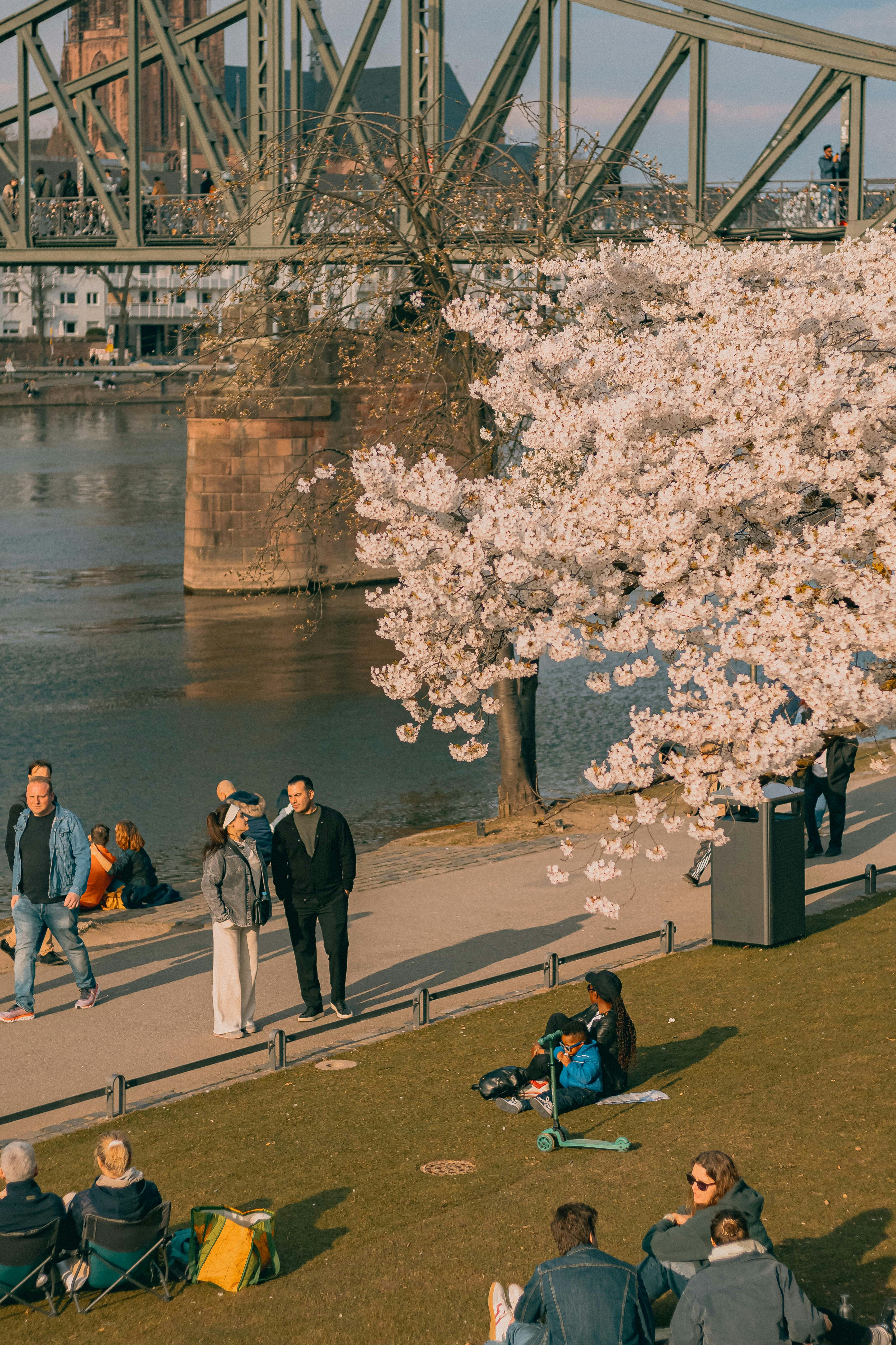 People relax by a river under a blooming cherry tree.