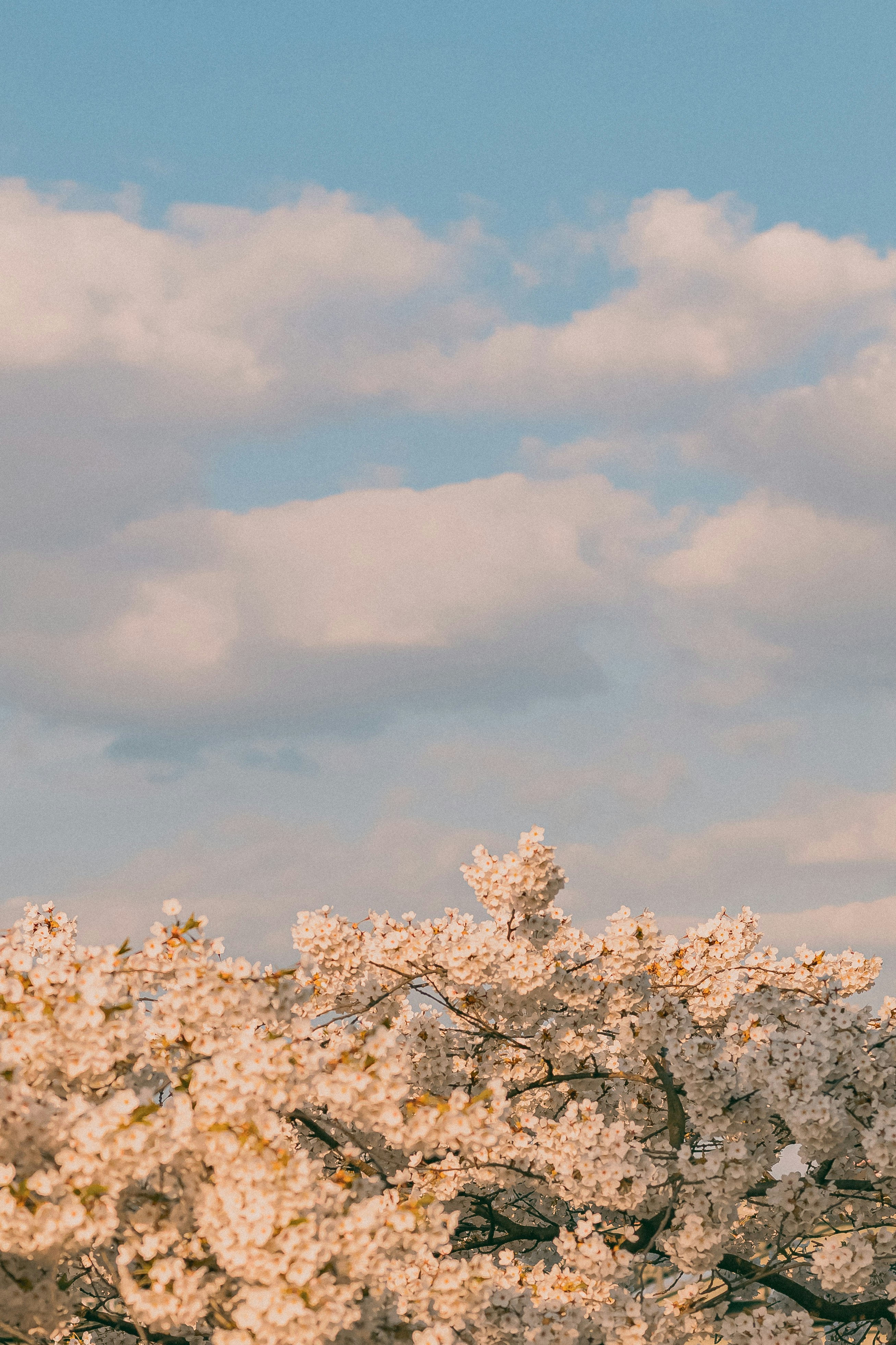 Blossoms Under a Cerulean Sky